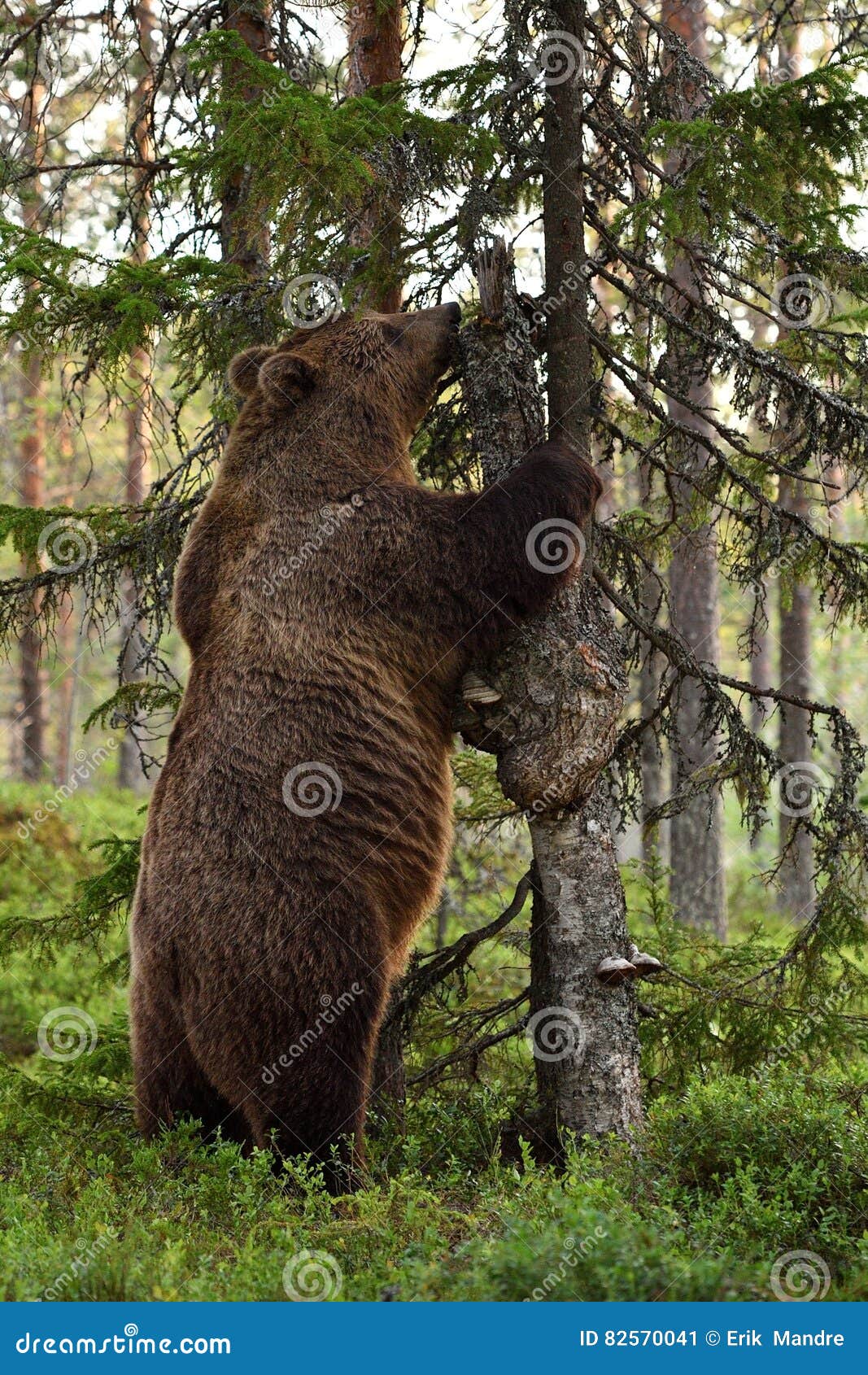 Brown bear standing. stock image. Image of european, grabs - 82570041