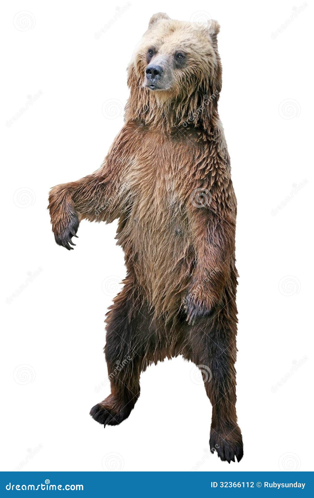 Brown bear standing stock photo. Image of bears, bear - 32366112