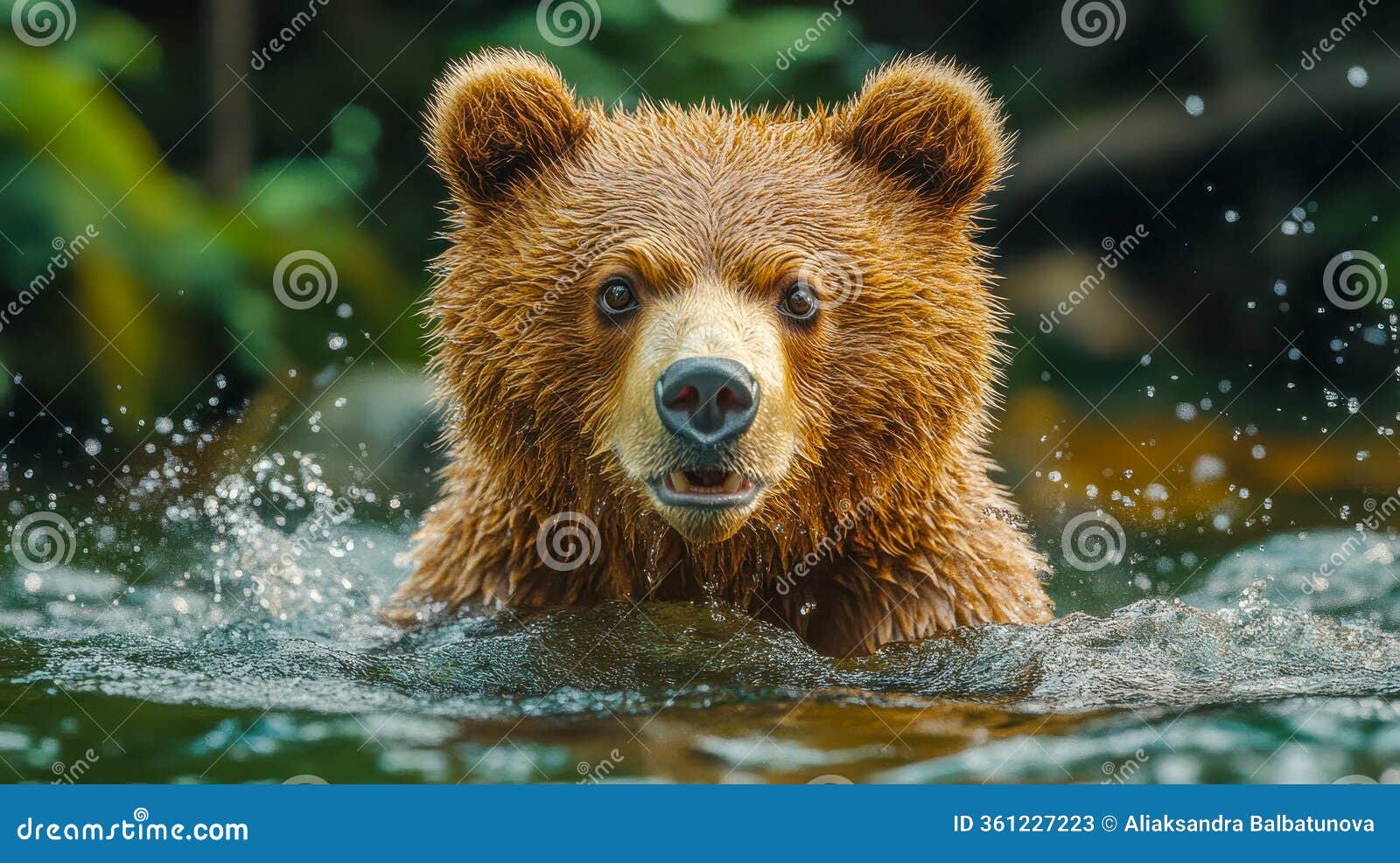 A Brown Bear Standing in a River, with Water Droplets Falling Around it ...