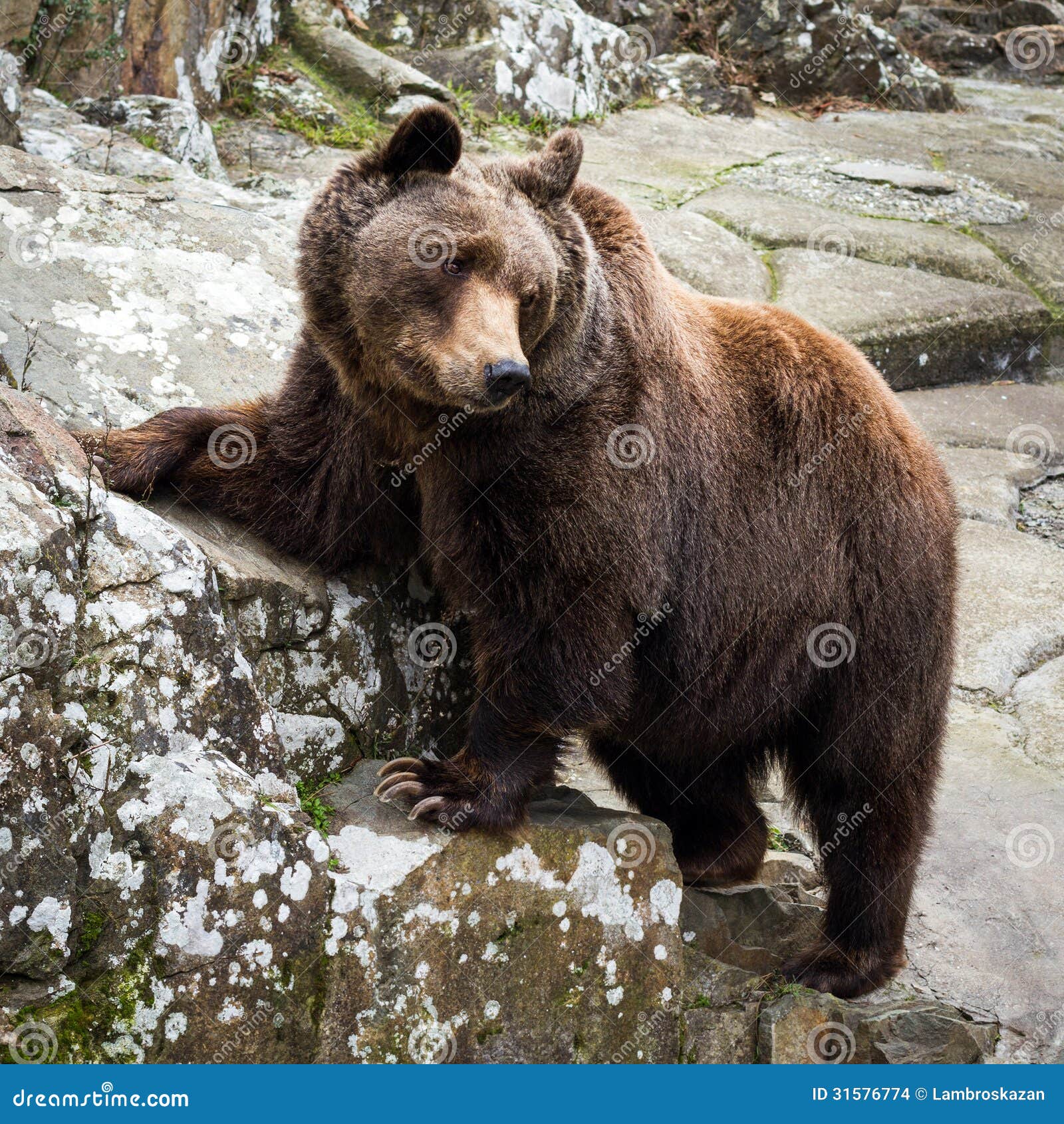 Caniforms Photos - Free & Royalty-Free Stock Photos from Dreamstime