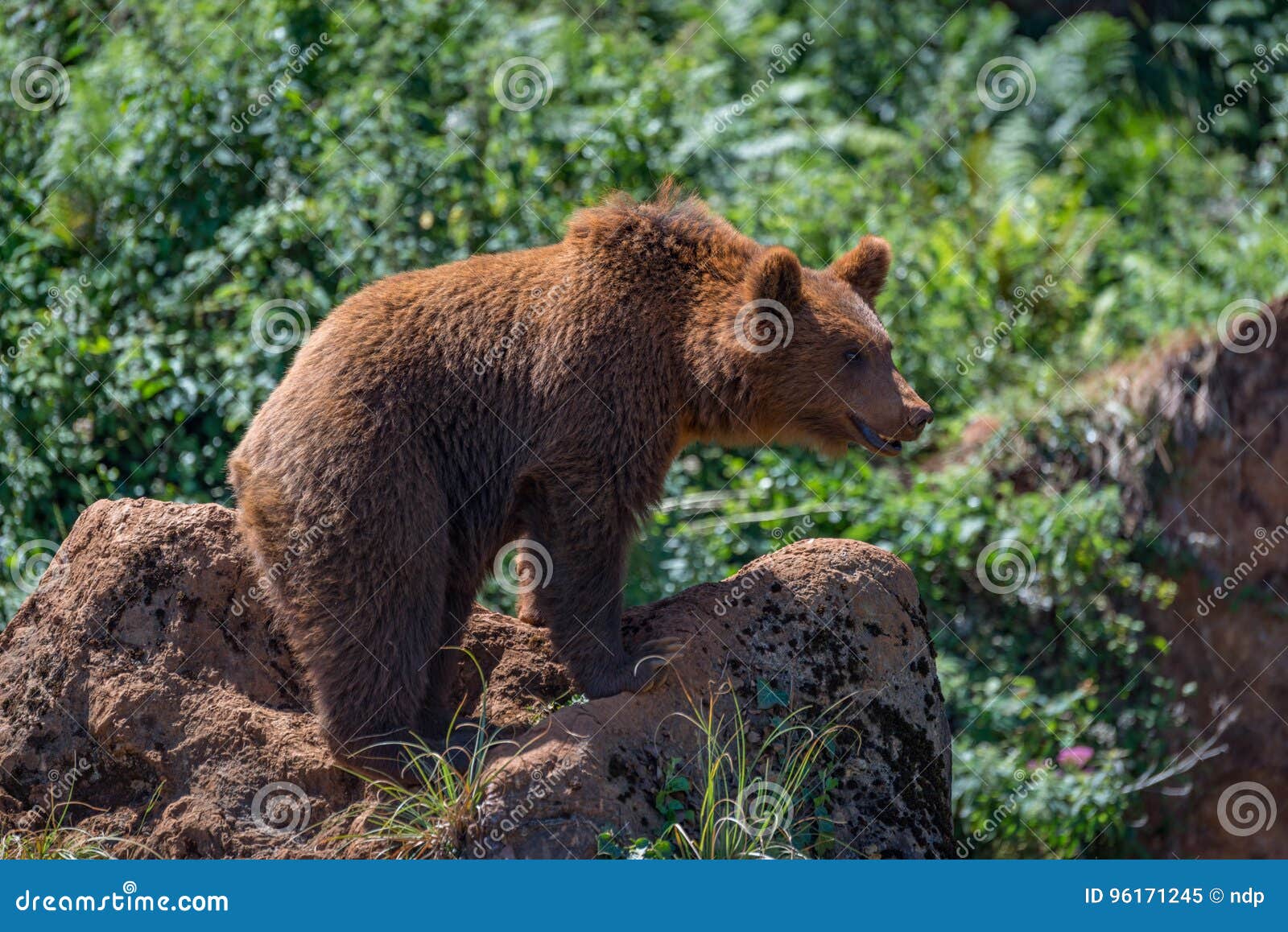 Brown Bear Standing on Rock in Undergrowth Stock Image - Image of stone ...