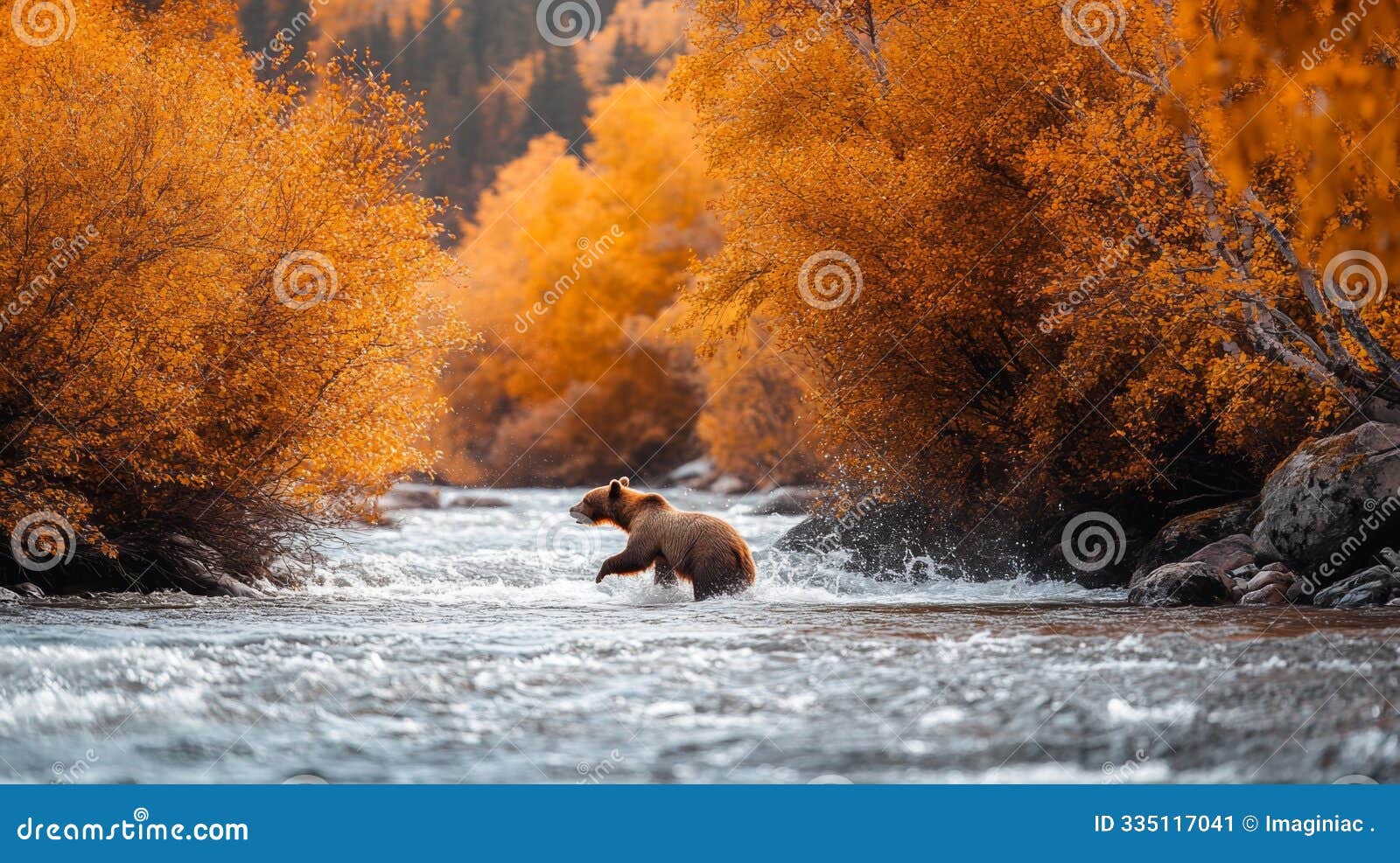 Brown Bear Standing in a Rushing River Surrounded by Fall Foliage Stock ...