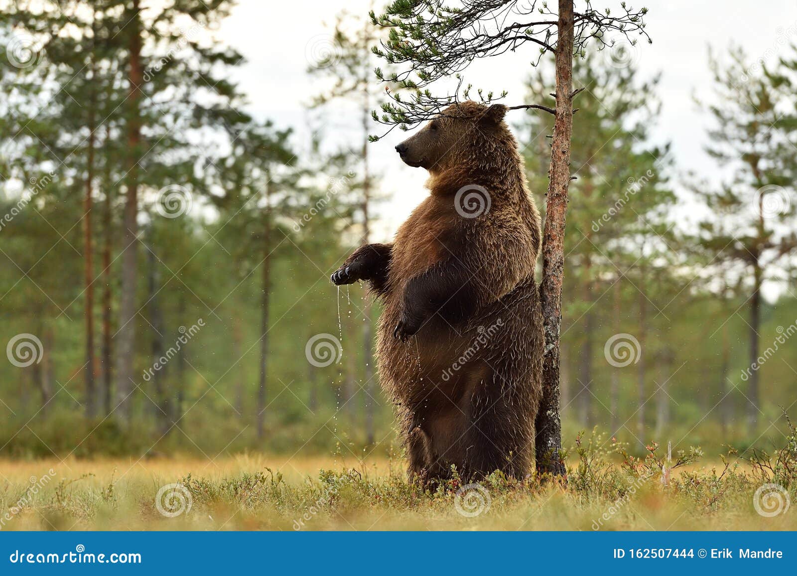 Brown Bear Standing and Scratching Itself Against a Tree Stock Photo ...