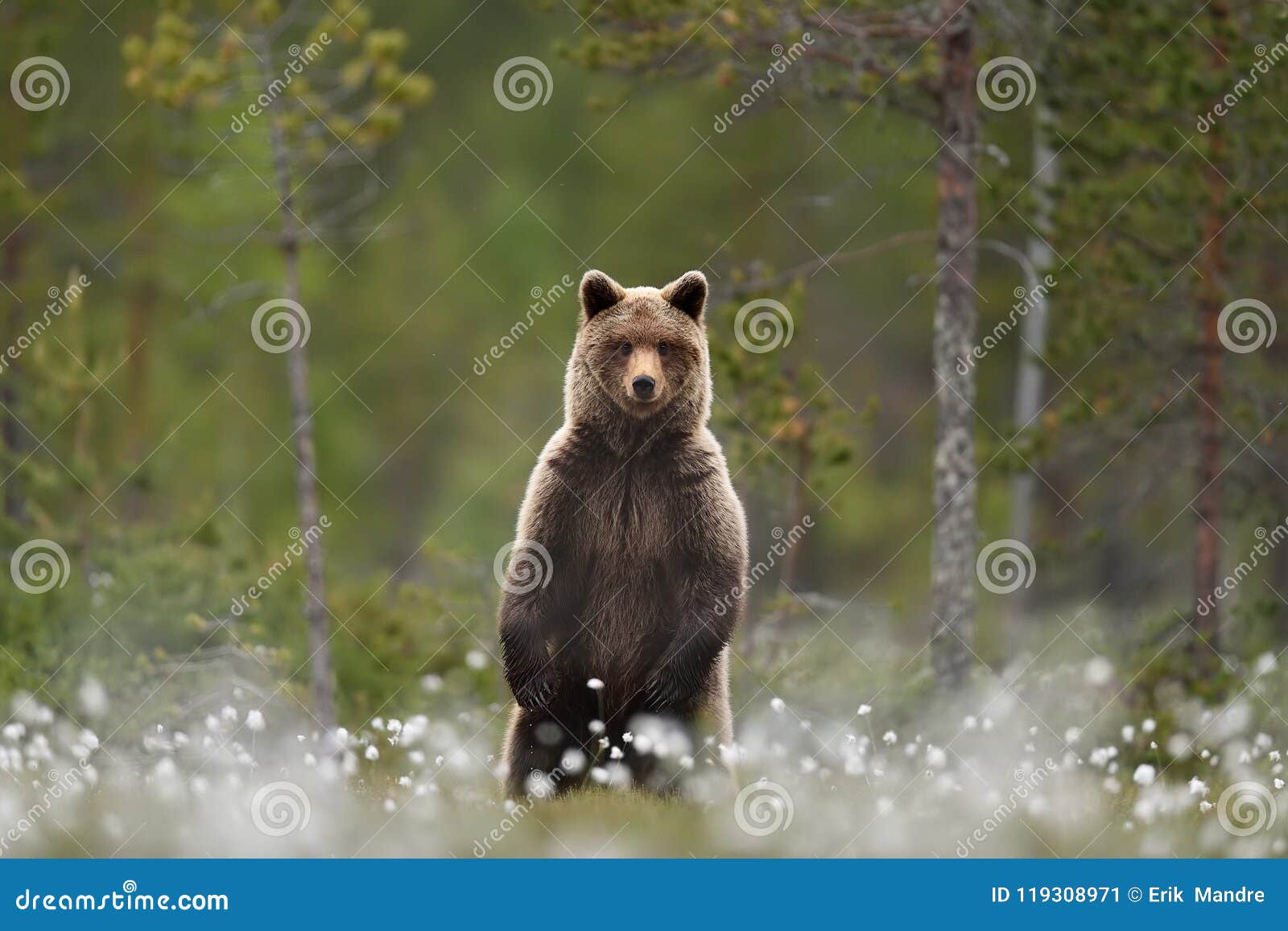 6,953 Brown Bear Standing Stock Photos - Free & Royalty-Free Stock ...