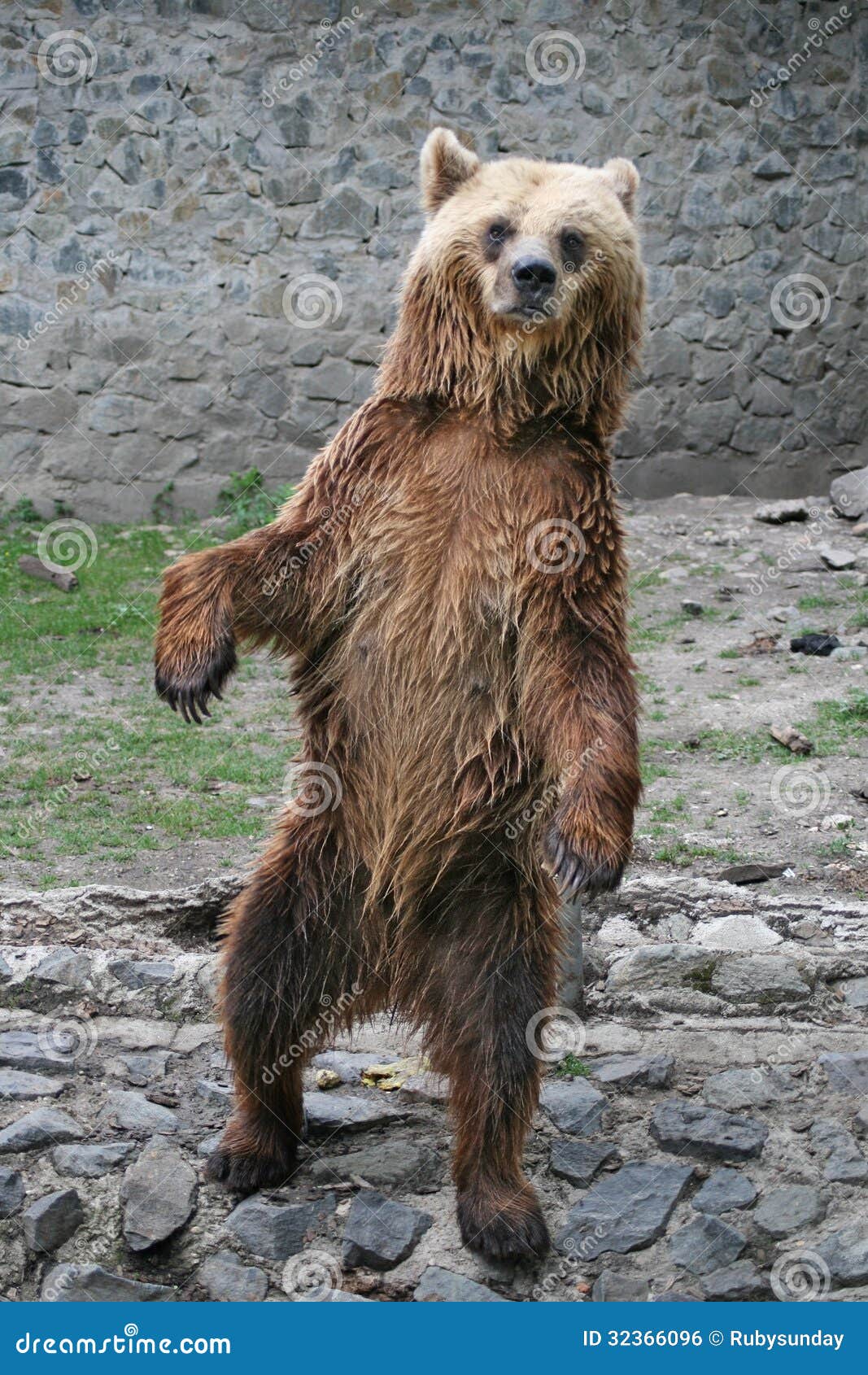 Brown bear standing stock photo. Image of grizzly, alone - 32366096