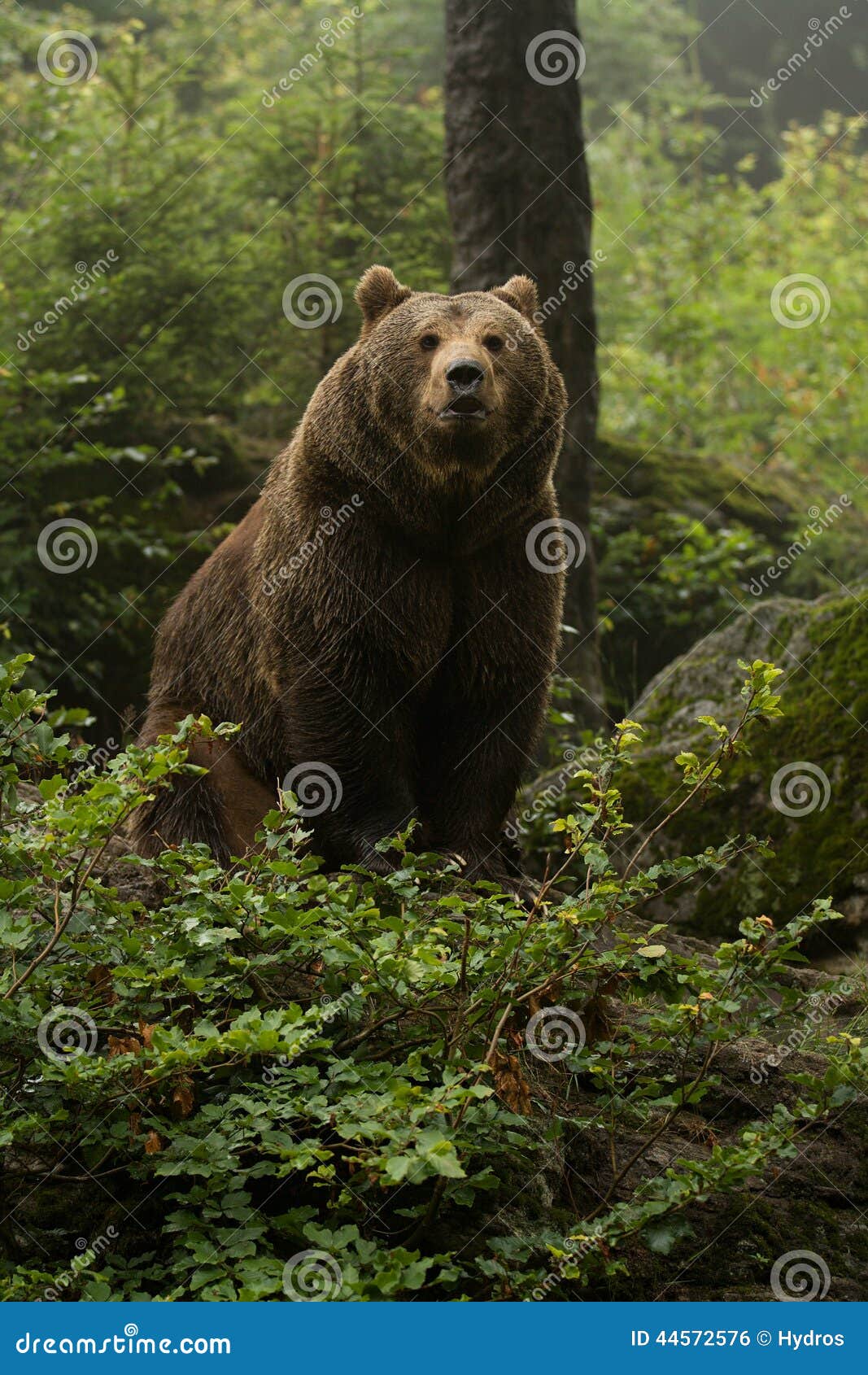 Brown Bear Standing on Top of a Hill in the Woods and Looking Forward ...