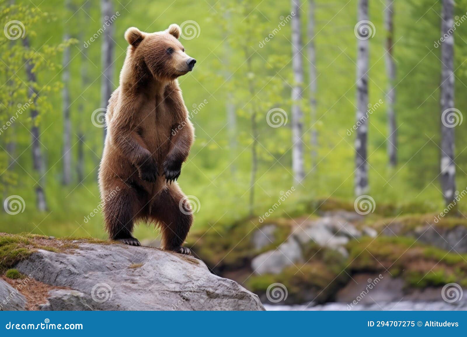 A Brown Bear Standing on Two Legs in the Wilderness Stock Image - Image ...