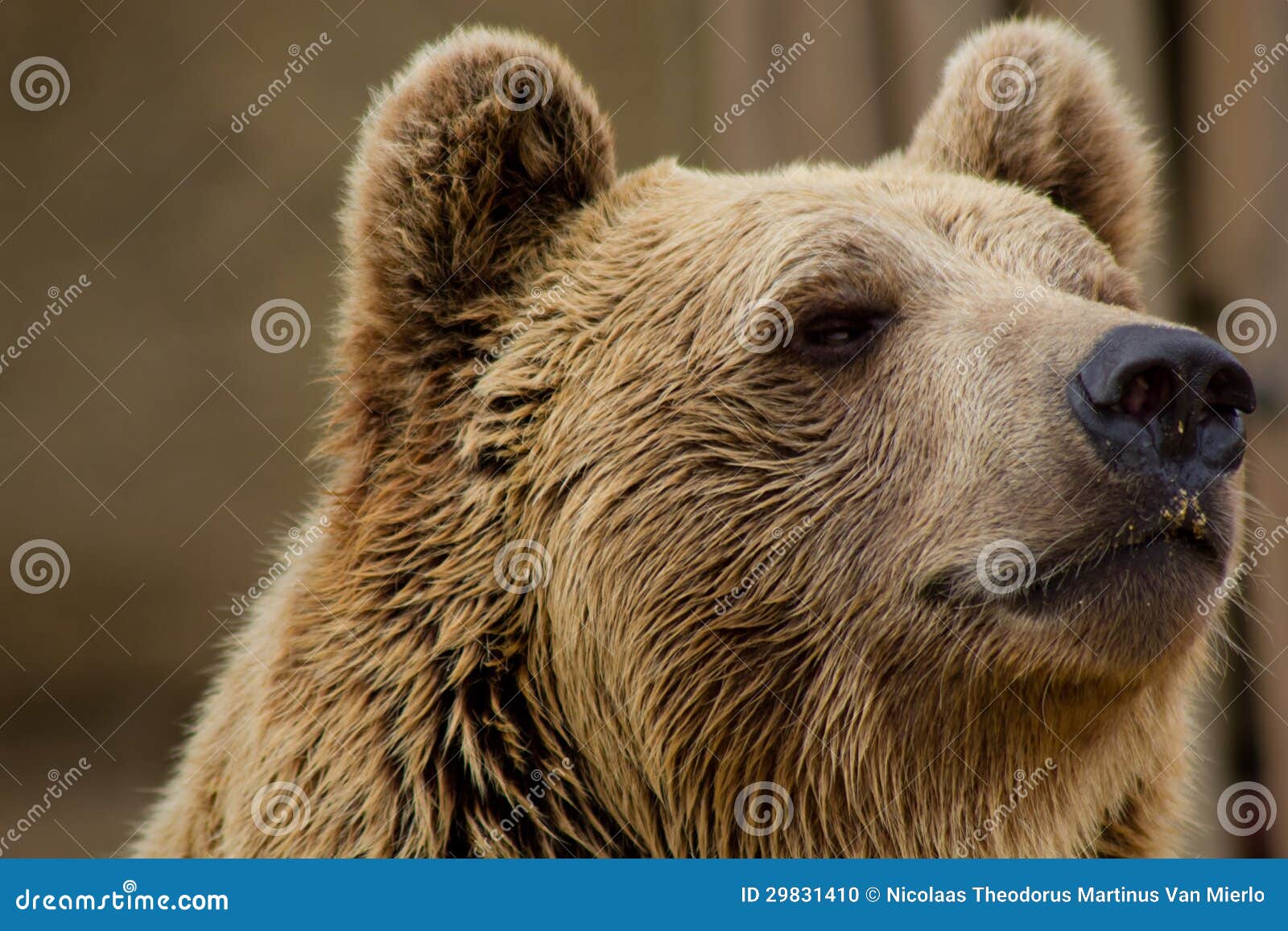 Staring bear stock photo. Image of animals, portrait - 29831410