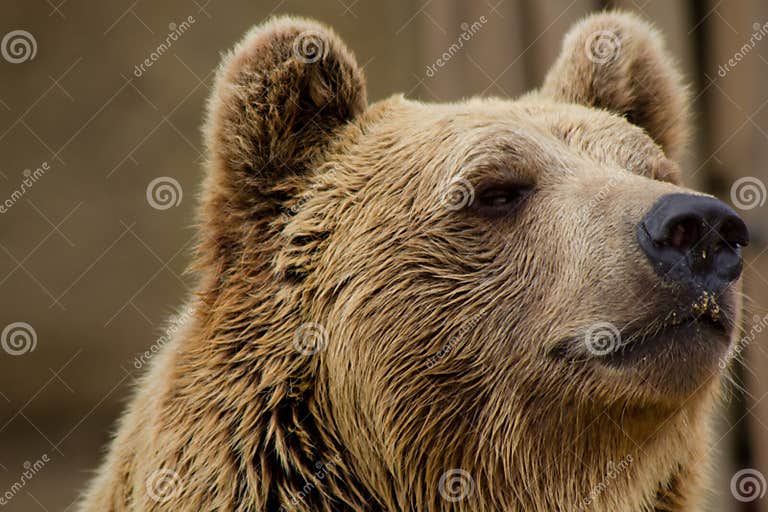Staring bear stock photo. Image of animals, portrait - 29831410