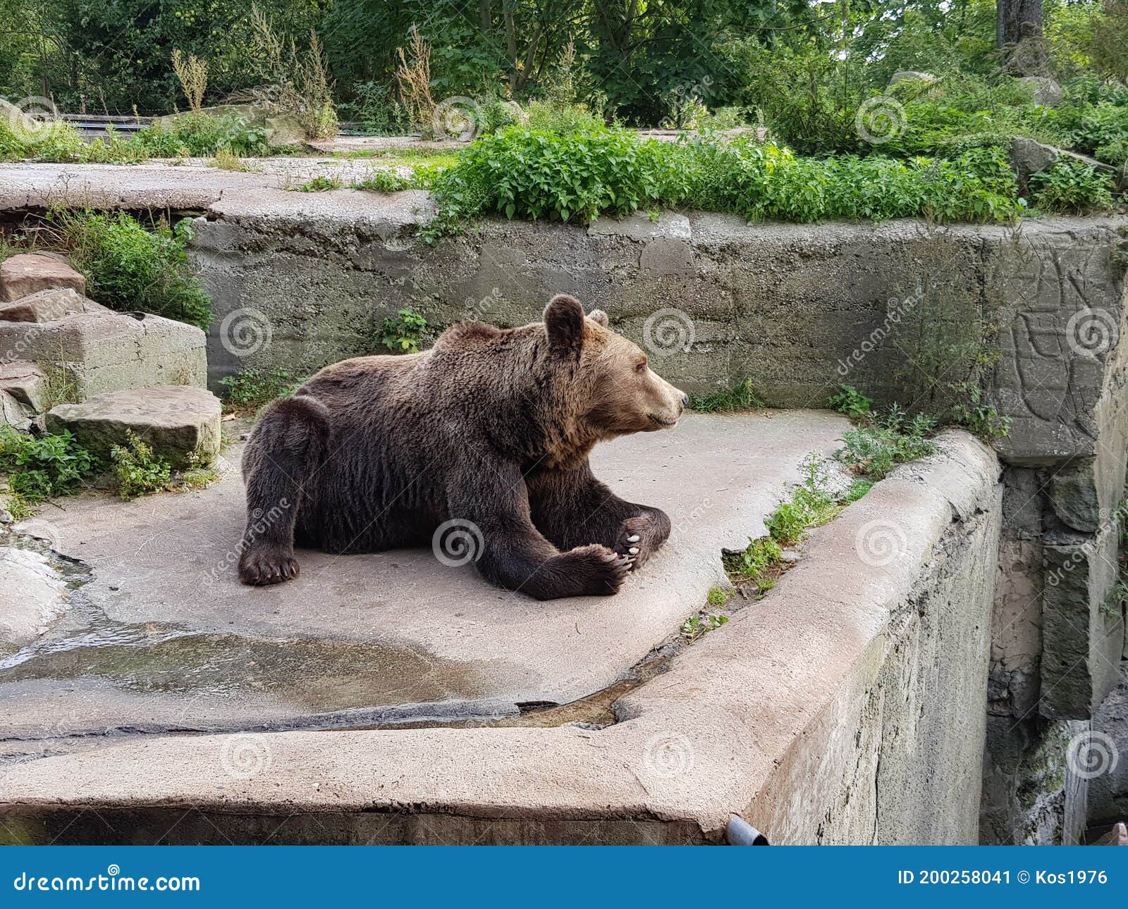 Brown bear on a stone wall stock image. Image of wall - 200258041