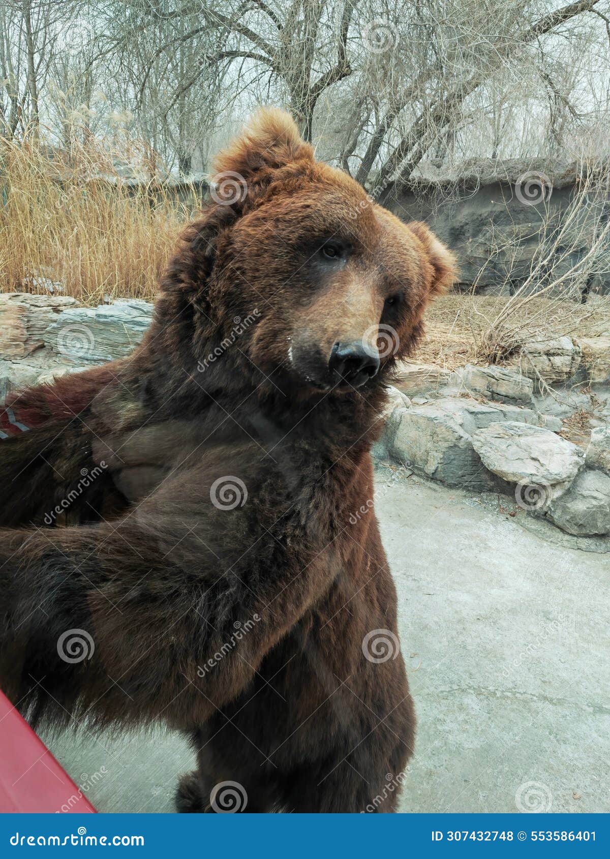 The Brown Bear Stood Outside the Car Window Stock Photo - Image of bear ...