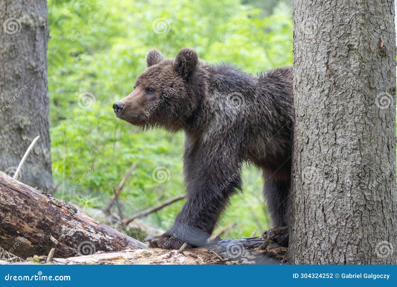 Brown Bear Stretching on Fallen Tree in Green Spruce Forest Stock Photo ...