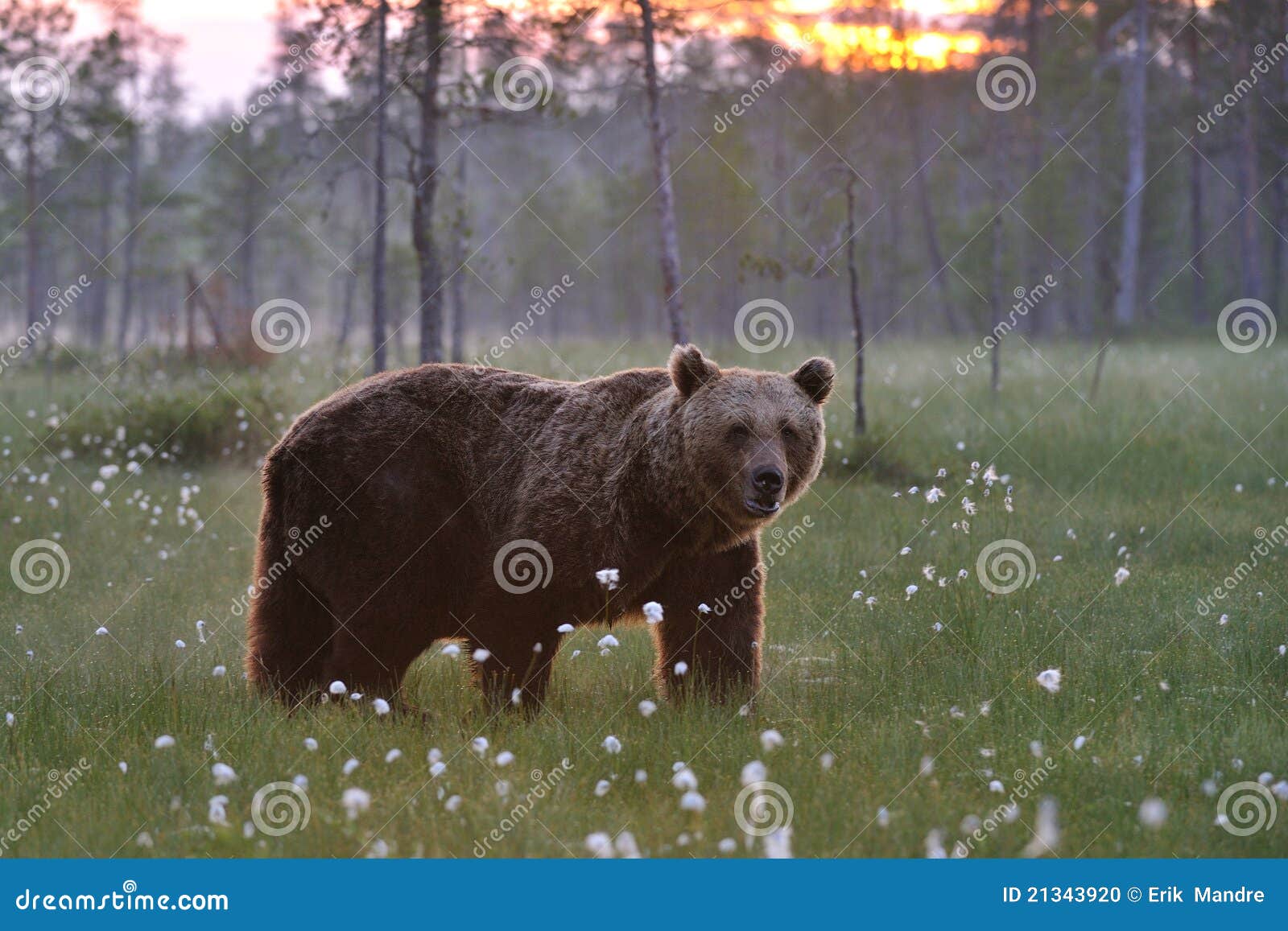 Brown bear and the sunset stock photo. Image of portrait - 21343920