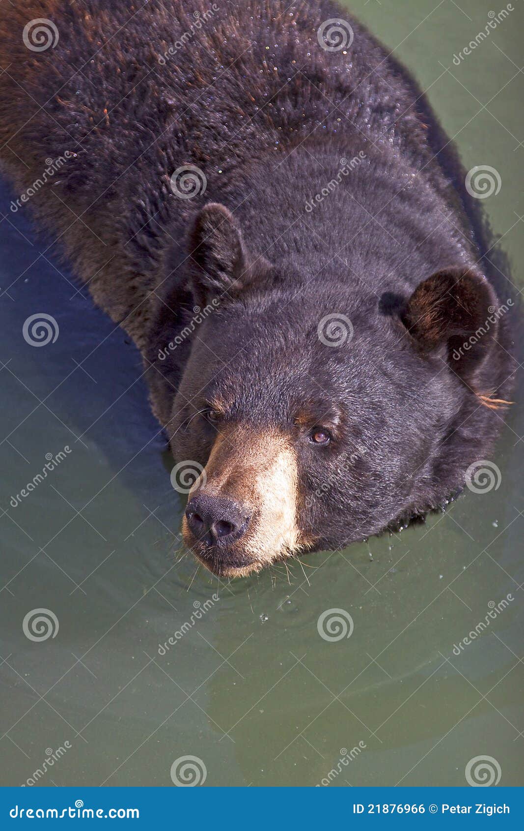 Brown bear swimming stock photo. Image of playing, rain - 21876966