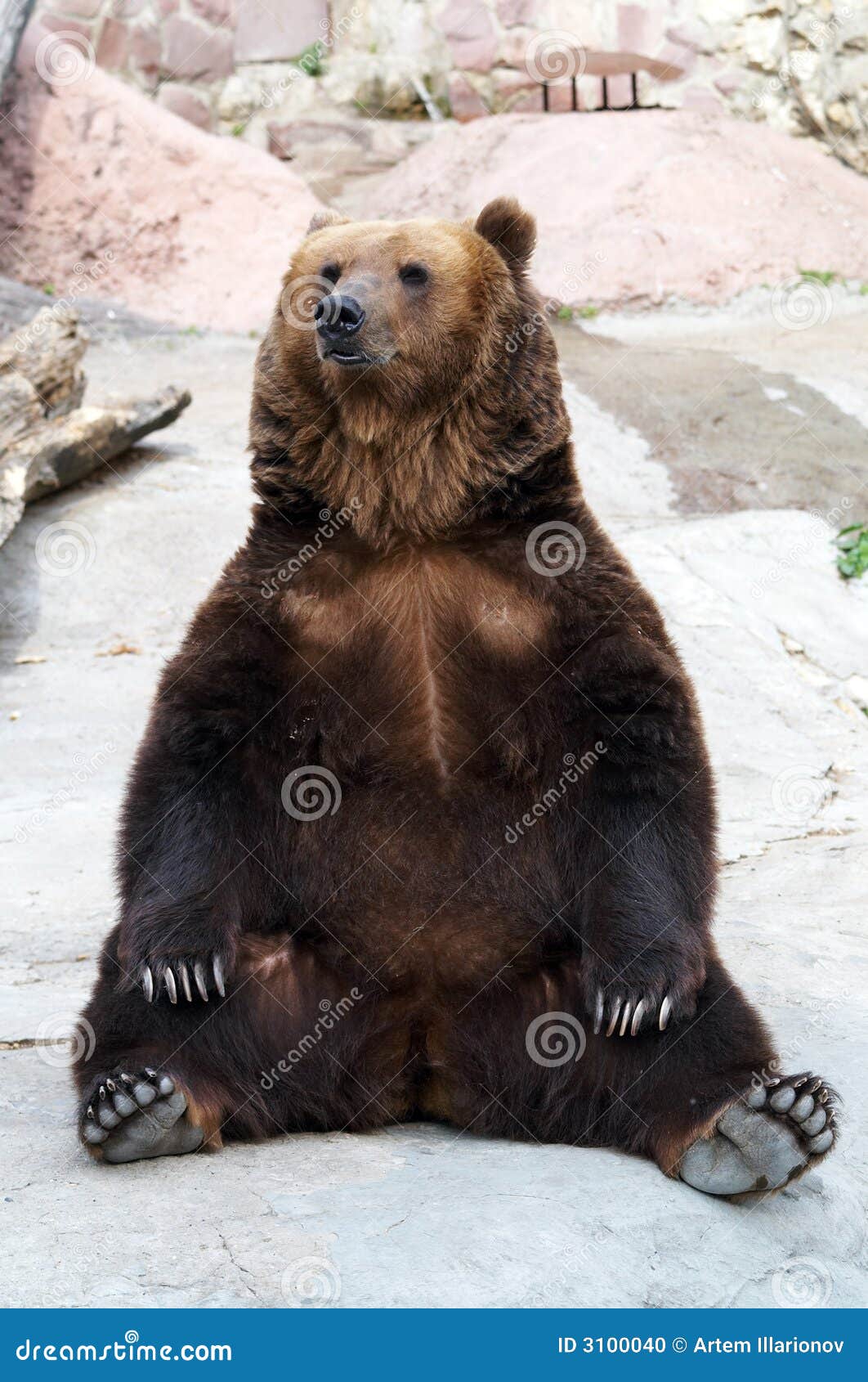 Brown bear takes a rest stock photo. Image of break, endangered - 3100040