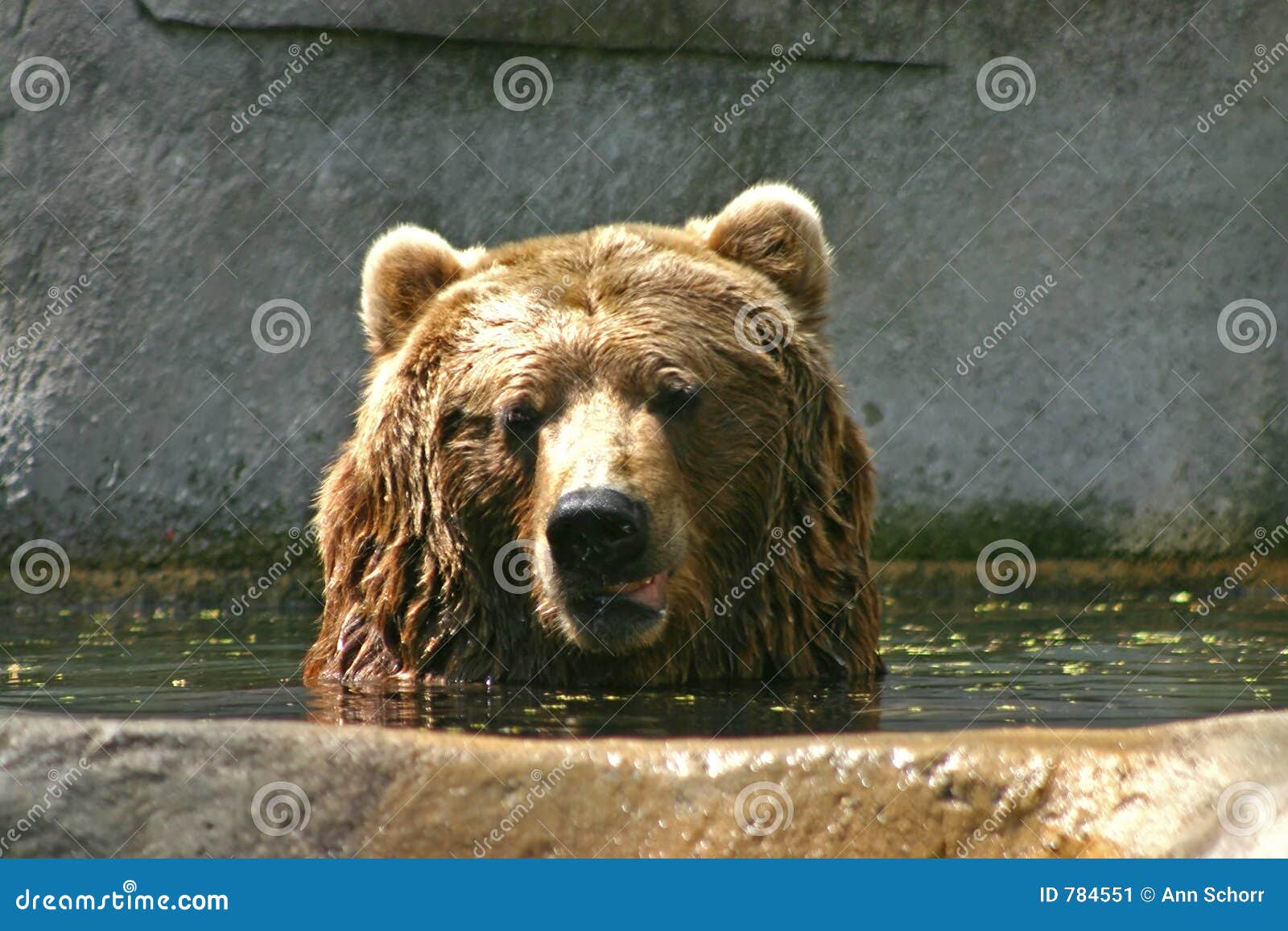 Brown Bear Taking a Bath stock image. Image of rapids, bath - 784551