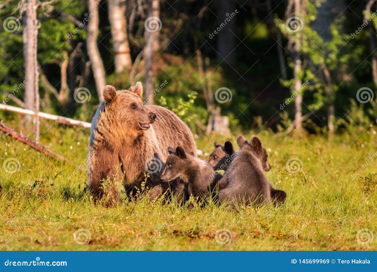 Brown Bear with Three Cubs in Forest in Summer Stock Image - Image of ...