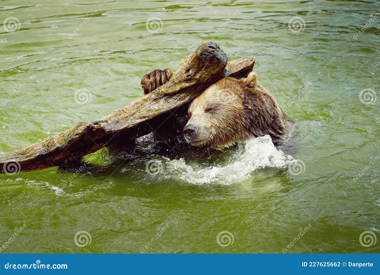 Brown Bear Tool Kit: a Log for Scratching Stock Photo - Image of arctos ...