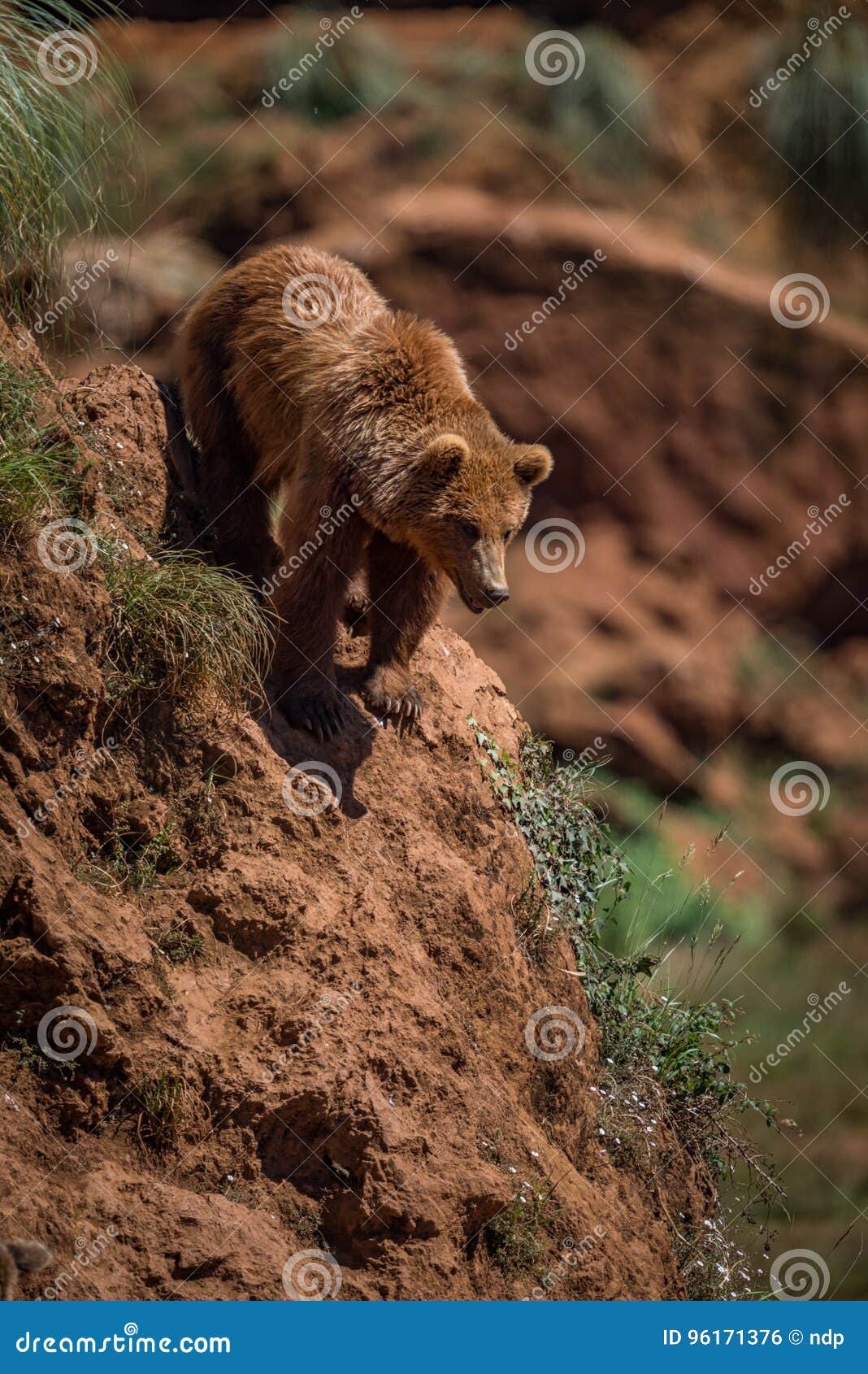 Brown Bear at Top of Steep Rock Stock Photo - Image of spain, nature ...