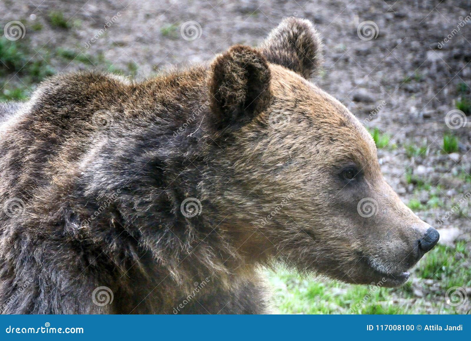 Brown Bear, Transylvania, Romania Stock Photo - Image of mammal, fauna ...