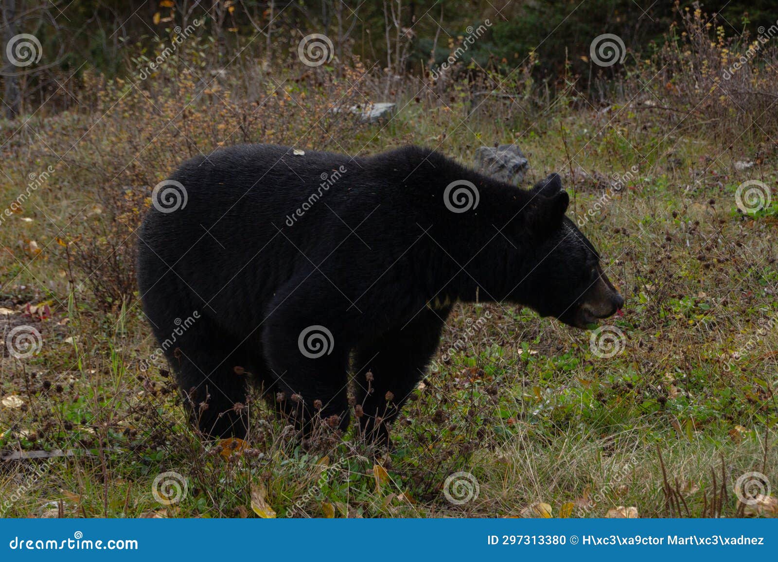 Brown bear between trees stock photo. Image of wood - 297313380