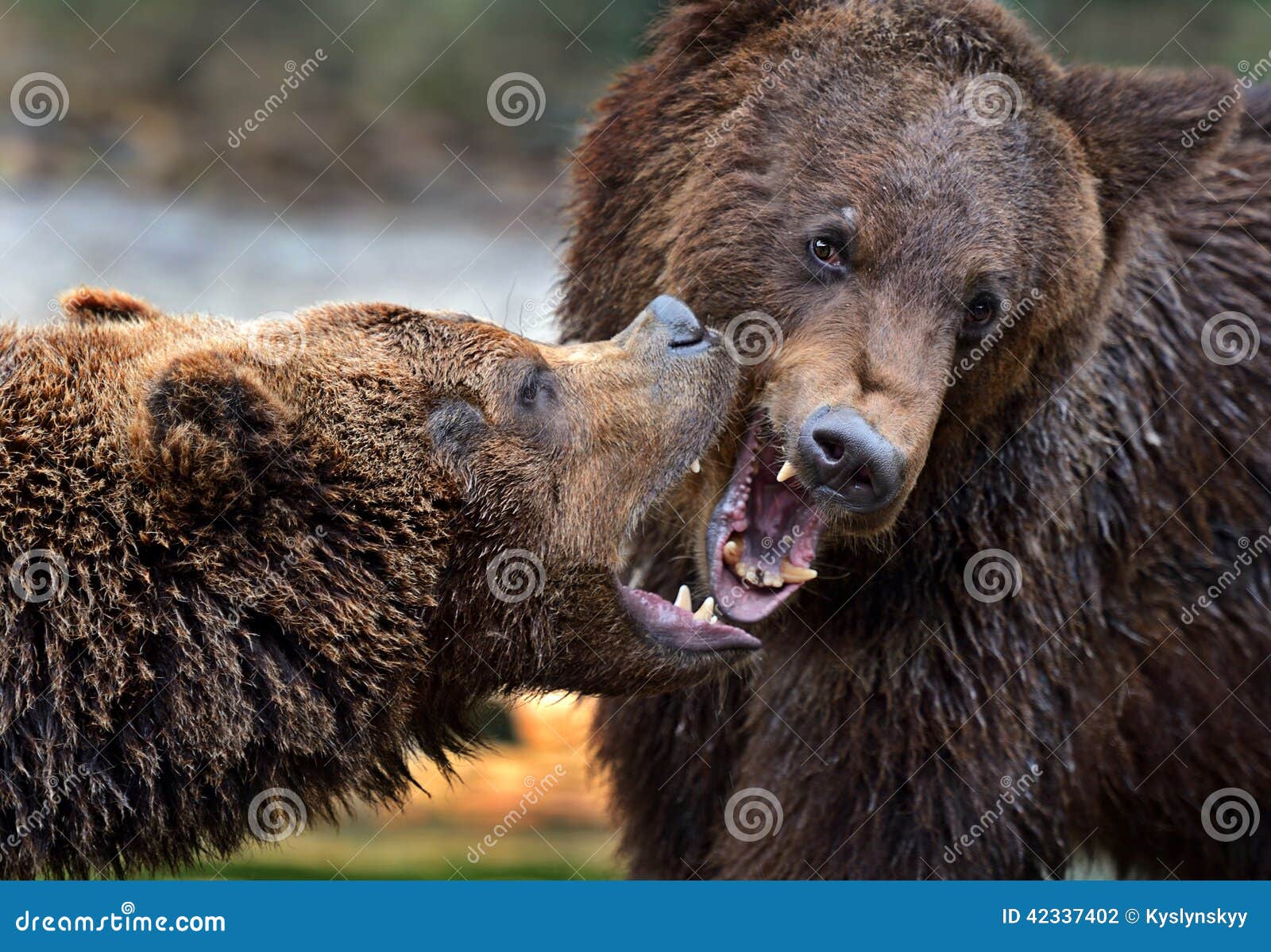 Brown bear stock photo. Image of wilderness, bear, carpathians - 42337402