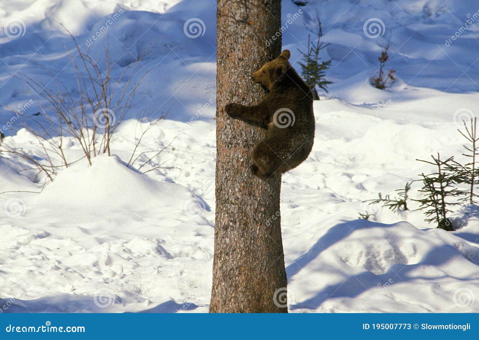 Brown Bear, Ursus Arctos, Adult Climbing a Tree Stock Image - Image of ...