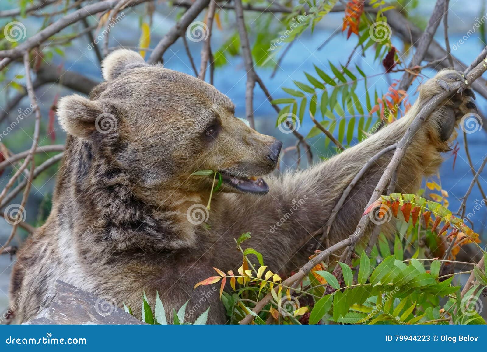 Brown Bear (Ursus Arctos) is Eating Leaves of a Tree Stock Image ...