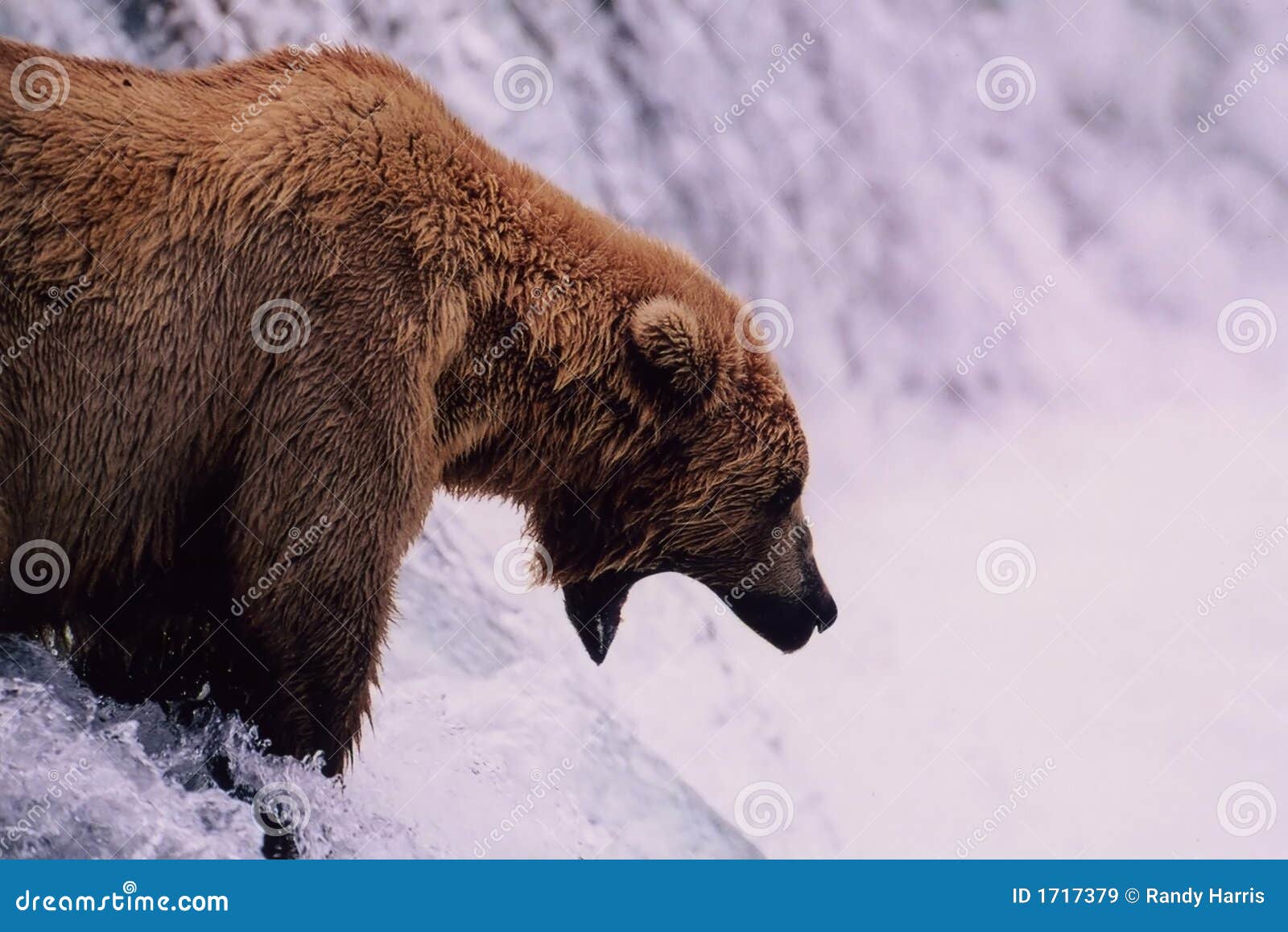 4,217 Bear Waiting Stock Photos - Free & Royalty-Free Stock Photos from ...