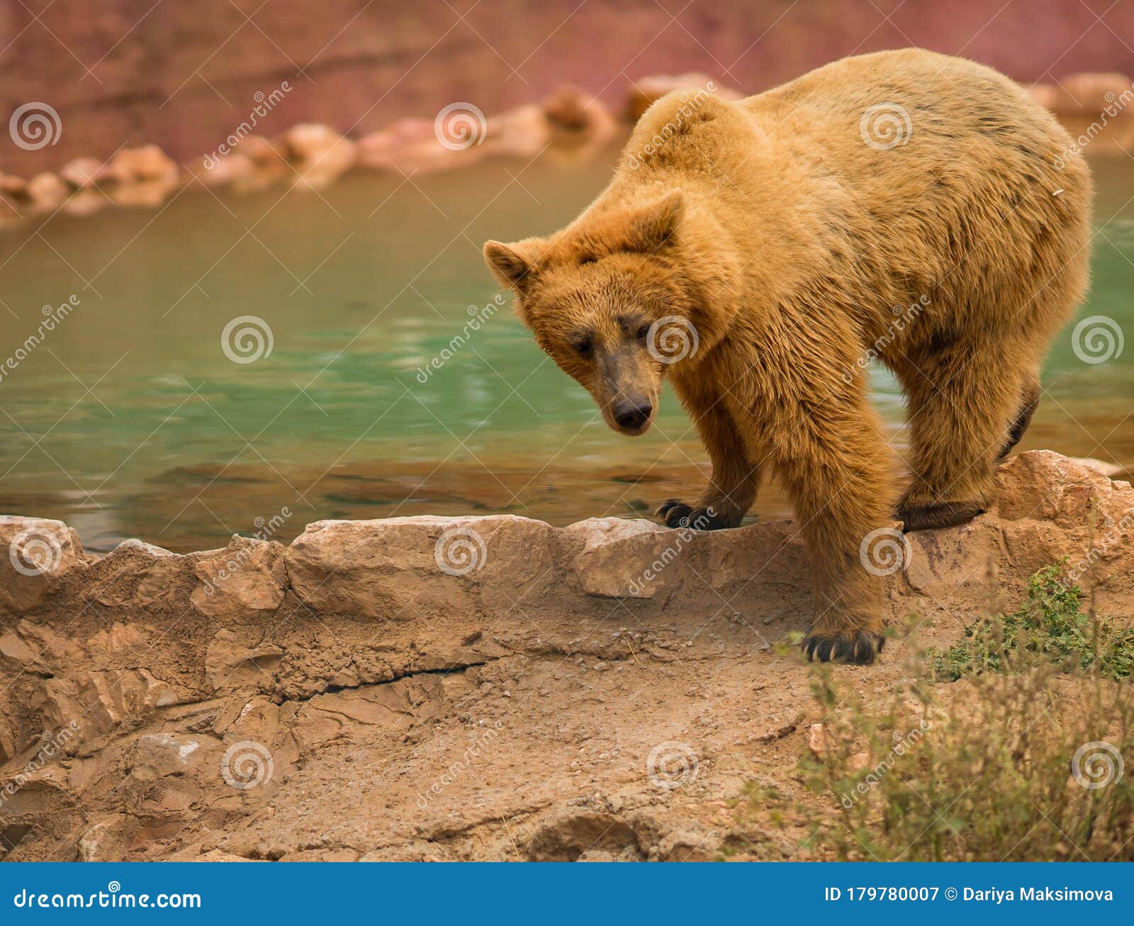 Brown Bear on a Walk Near Small Pool Stock Image - Image of europe ...
