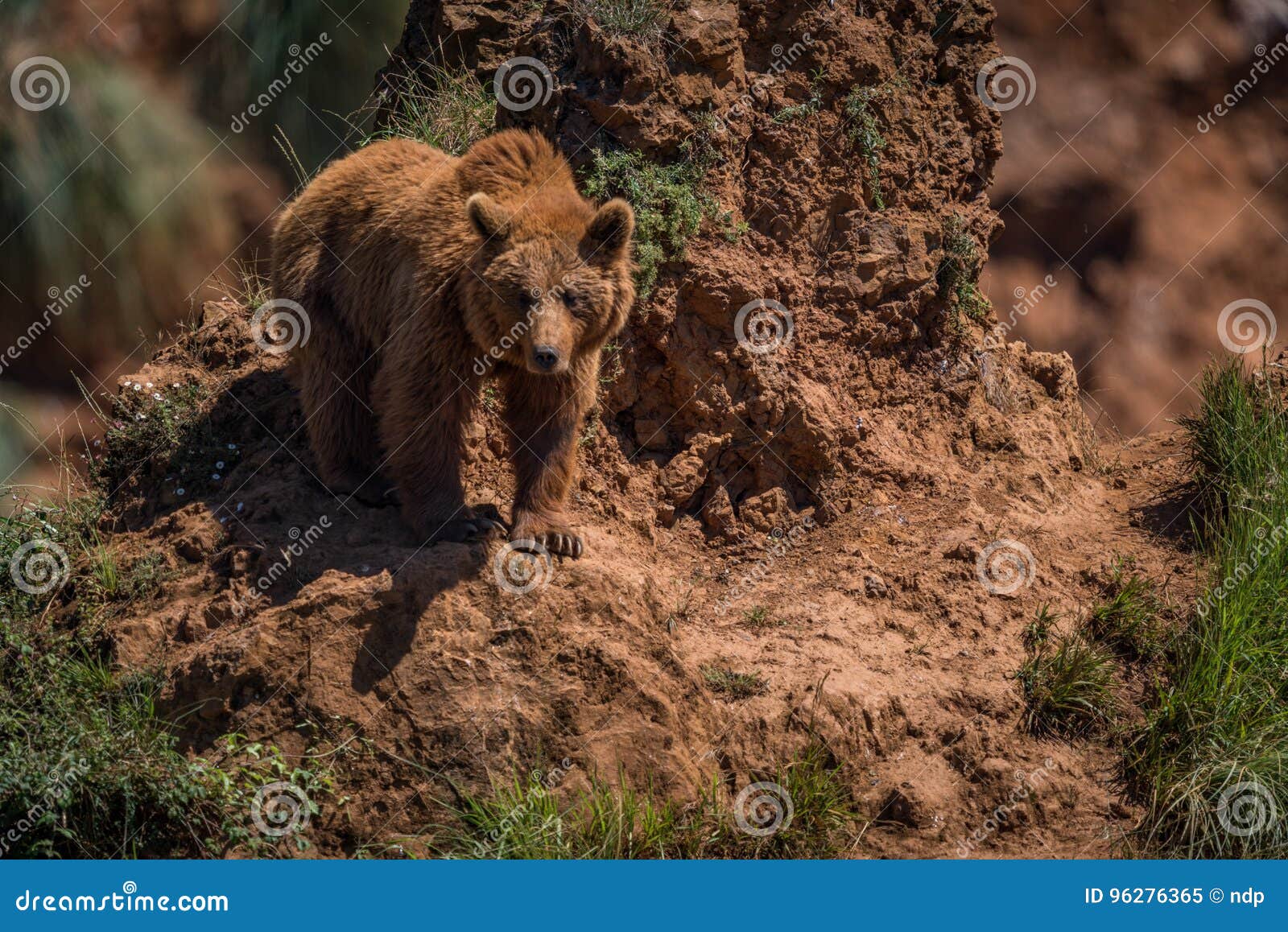 Brown Bear Watches from Steep Rocky Outcrop Stock Image - Image of ...