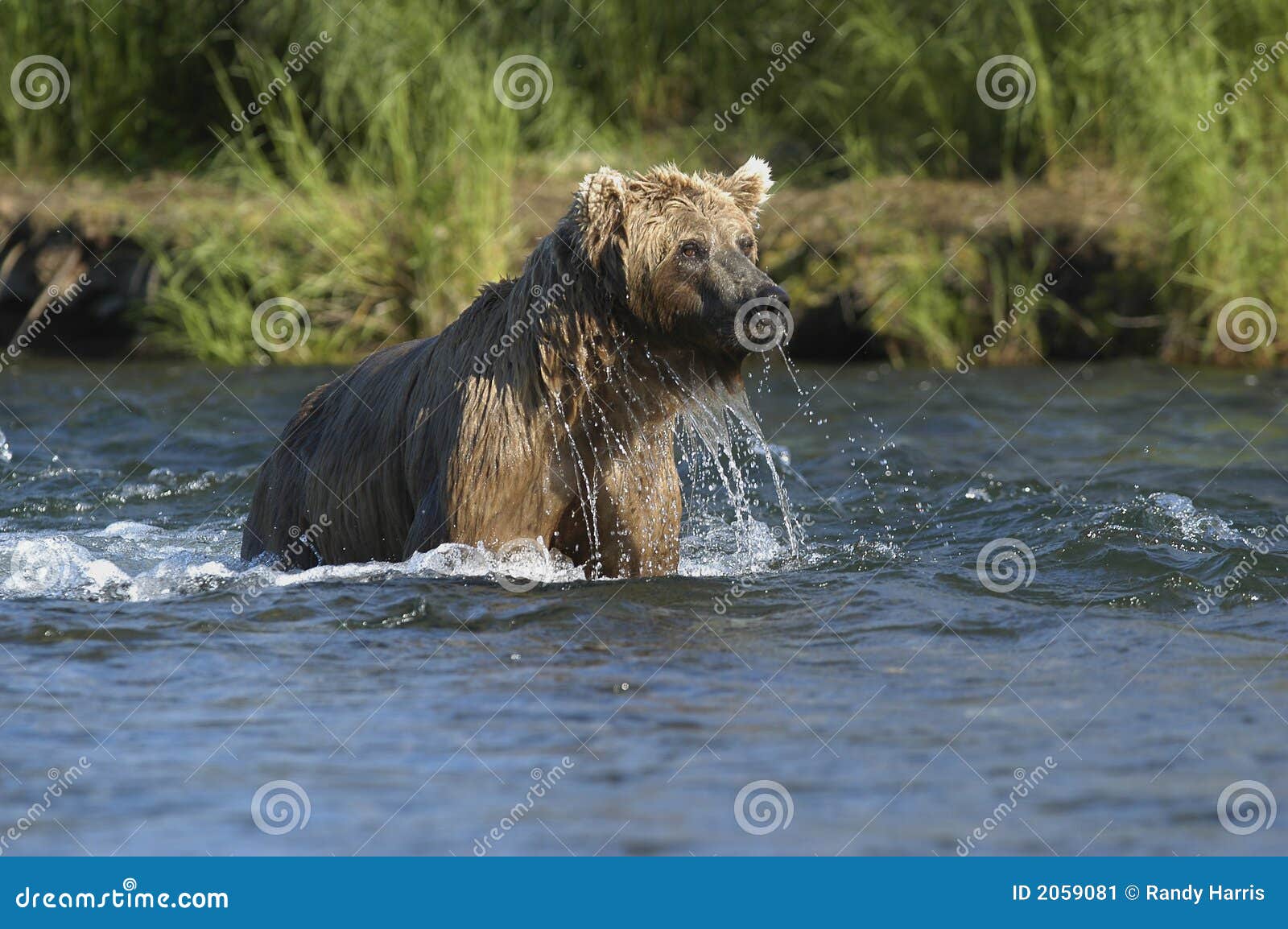Brown Bear with Water Dripping Stock Image - Image of adventure, falls ...
