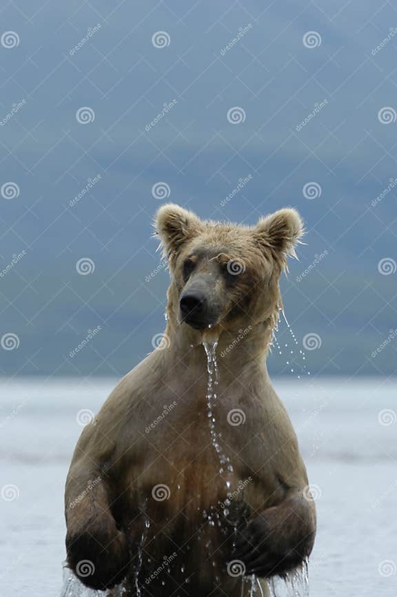 Brown Bear with Water Dripping Stock Image - Image of salmon, park: 2059159
