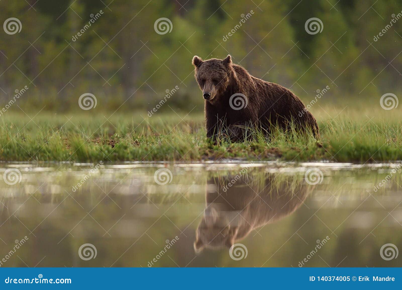 Bear with Water Reflection at Summer Stock Image - Image of forest ...
