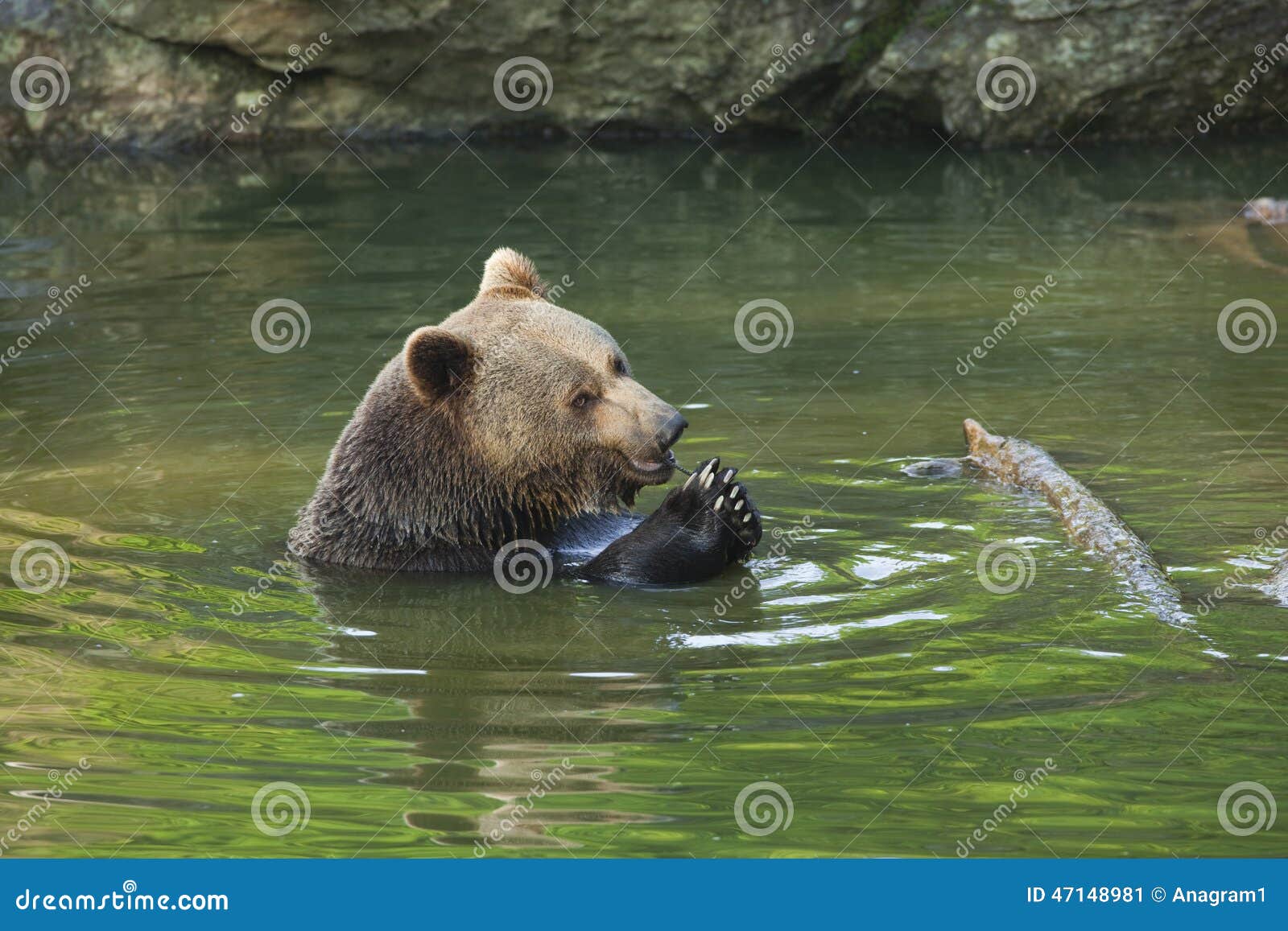 Brown bear in water stock image. Image of lake, arctos - 47148981