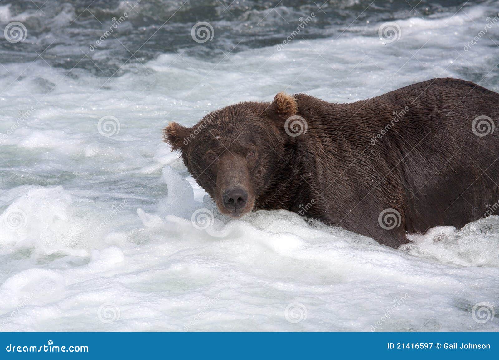 Brown Bear in a waterfall stock image. Image of mammal - 21416597