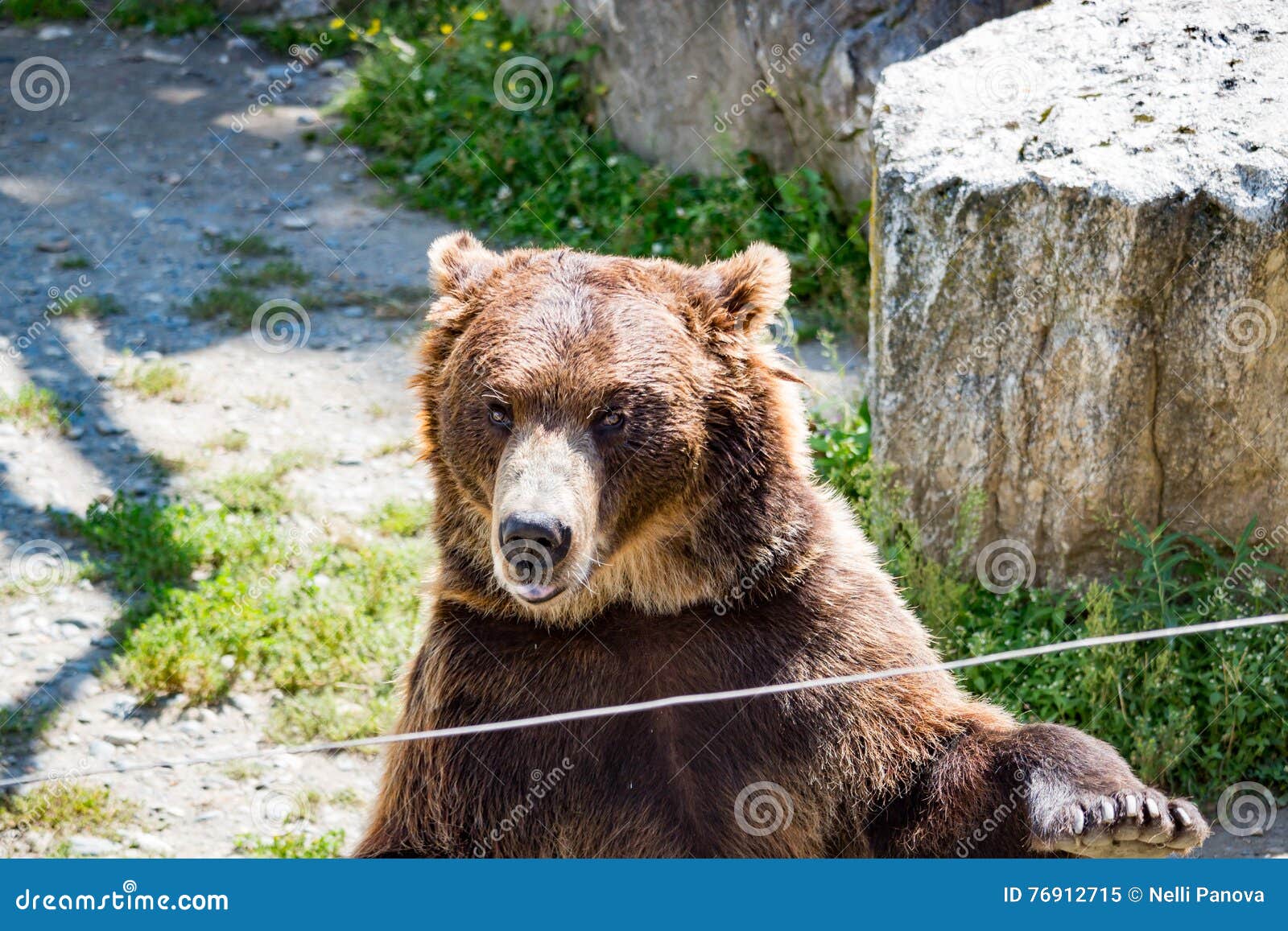 The brown bear waves a paw stock image. Image of cute - 76912715