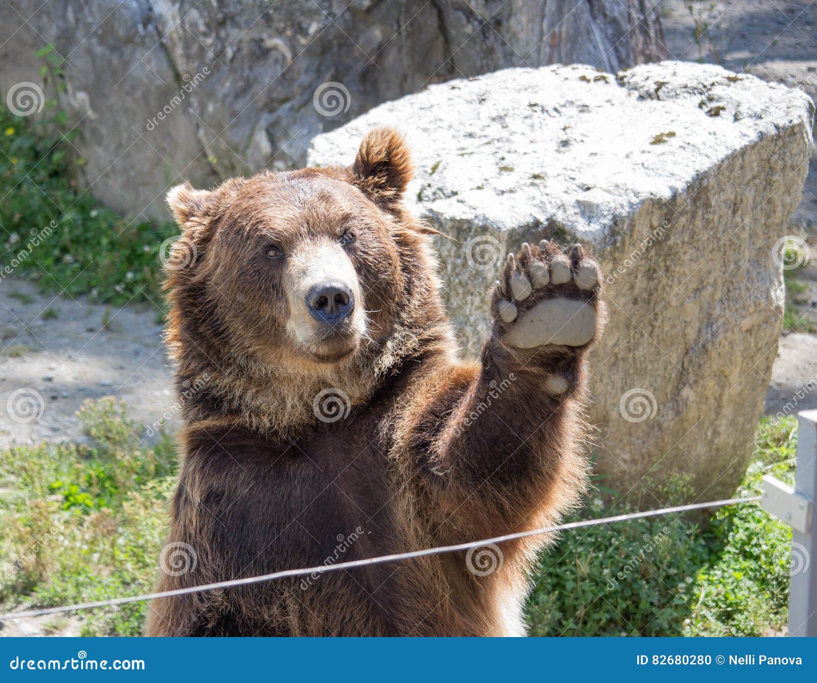 The brown bear waves a paw stock photo. Image of carnivore - 82680280