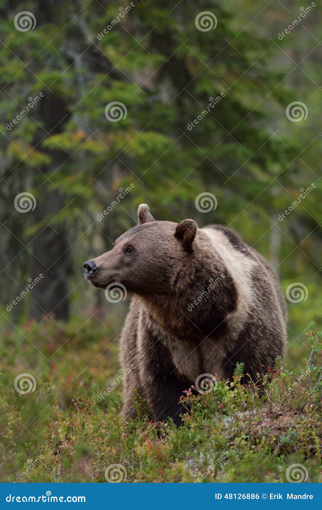 Brown Bear with White-collar Stock Photo - Image of nature, ursus: 48126886