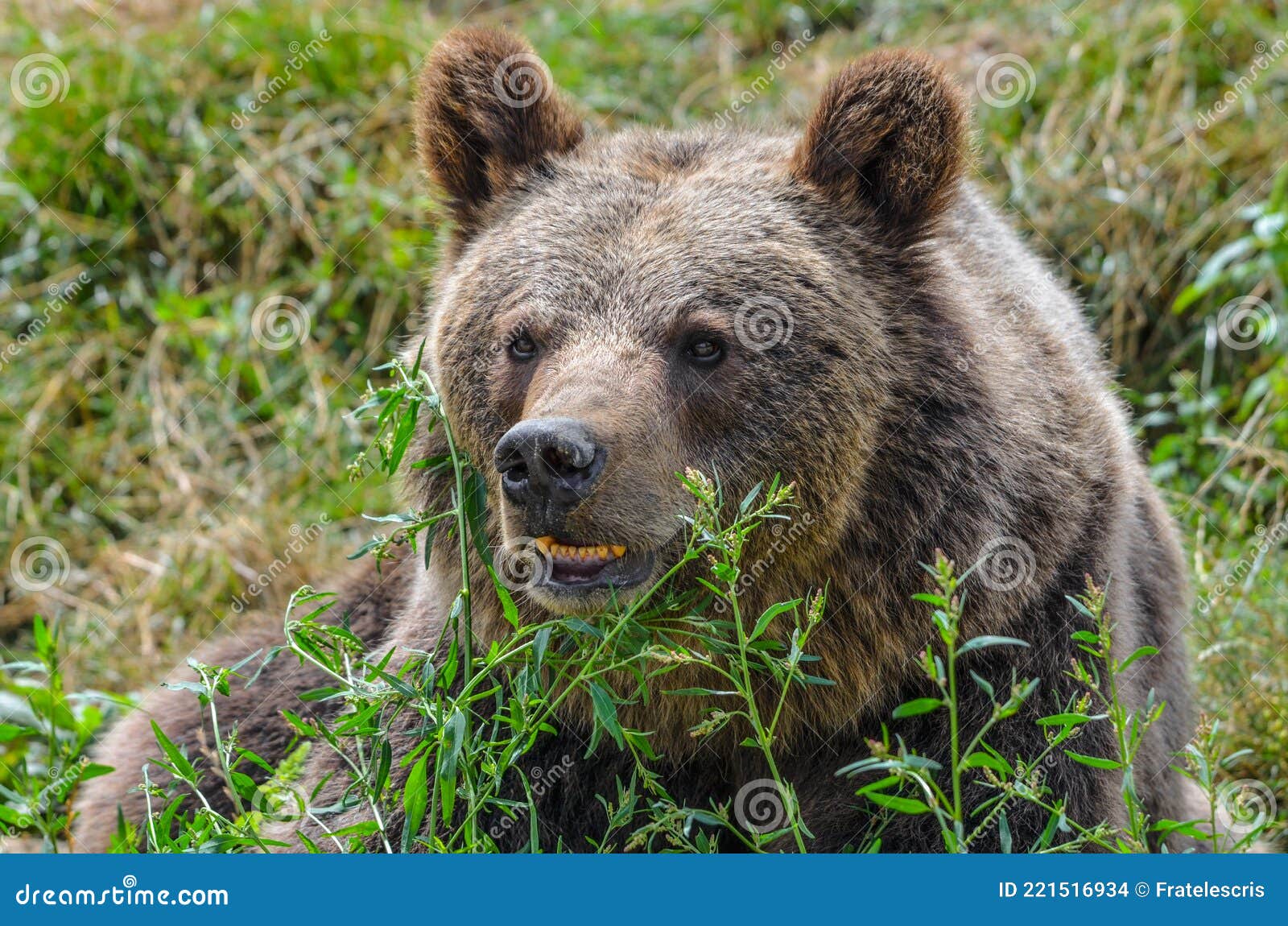Brown Bear in the Wild - Bear Portrait - Urs Brun Stock Photo - Image ...
