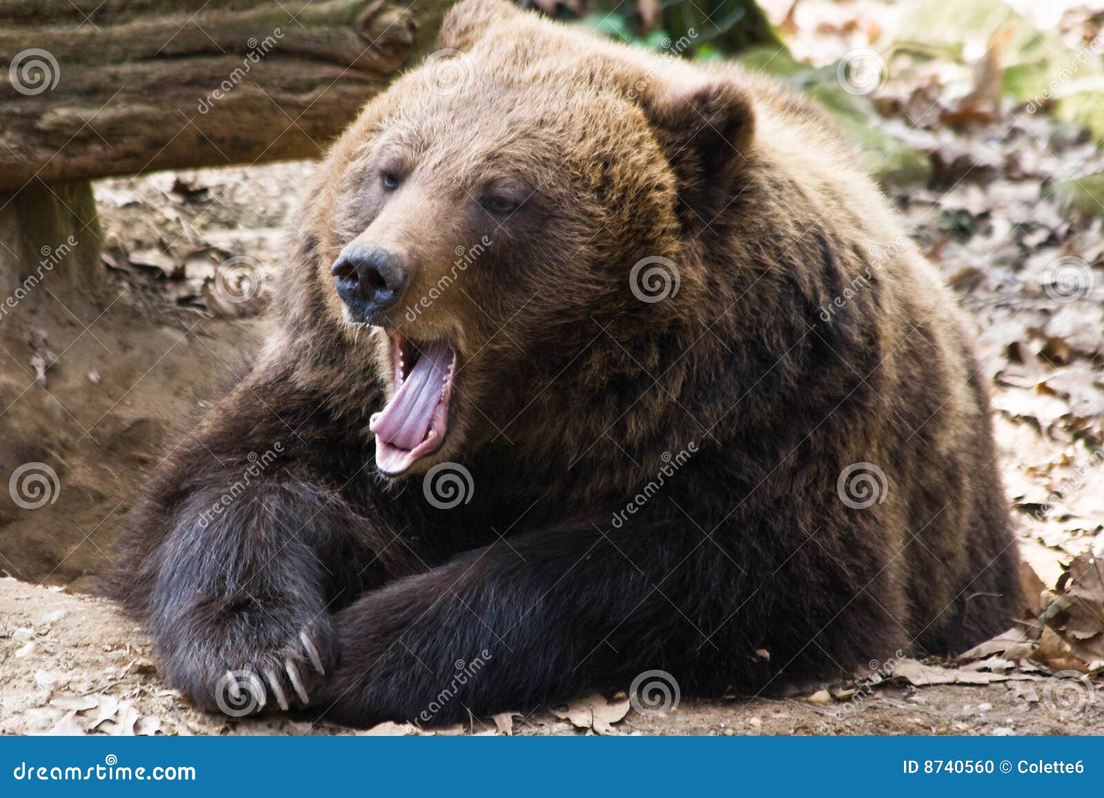 Brown bear yawning stock photo. Image of nature, natural - 8740560