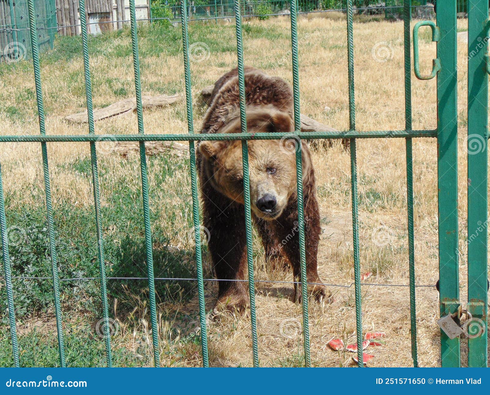 Brown Bear at Zoo Oradea, Romania Stock Photo - Image of bears, outdoor ...