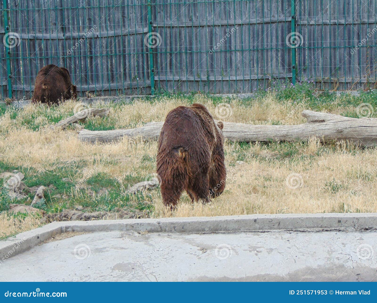 Brown Bear at Zoo Oradea, Romania Stock Image - Image of portrait ...