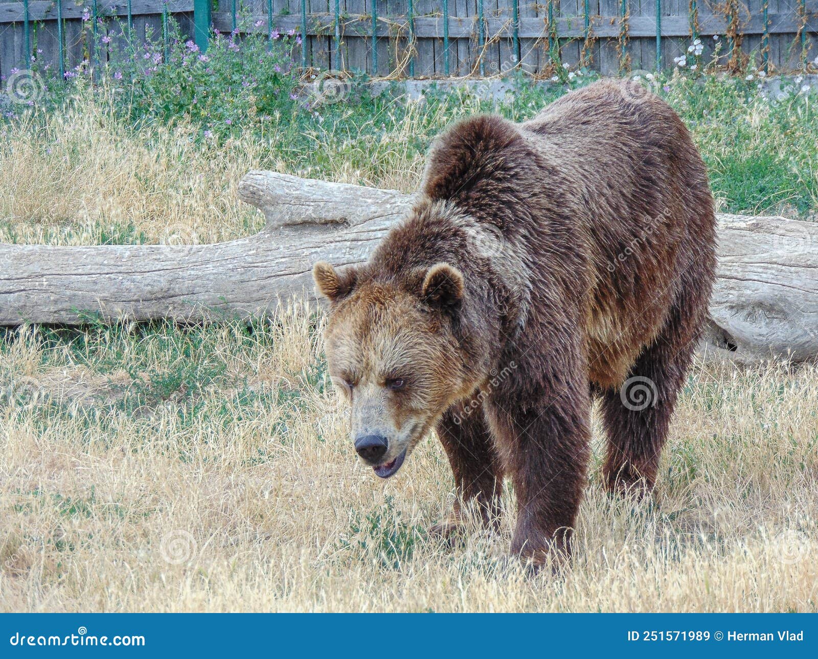 Brown Bear at Zoo Oradea, Romania Stock Image - Image of play, nature ...
