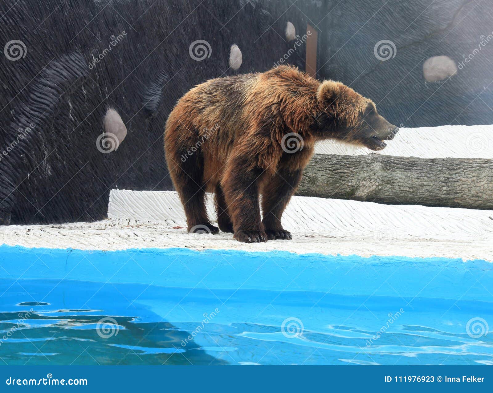 Brown bear in the zoo pool stock image. Image of dangerous - 111976923