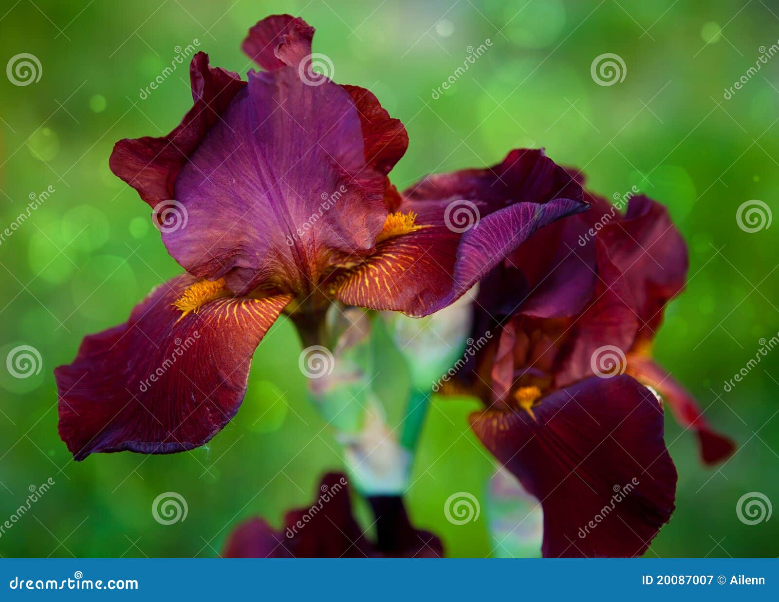 Brown bearded iris stock image. Image of iris, pattern - 20087007