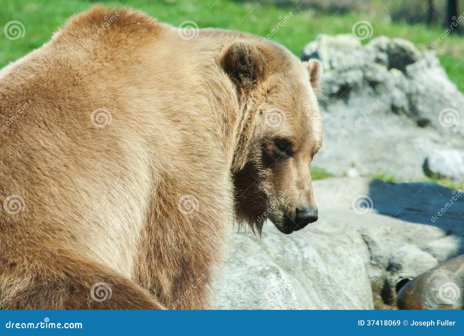 Brown Bearin the wild stock image. Image of nature, legged - 37418069