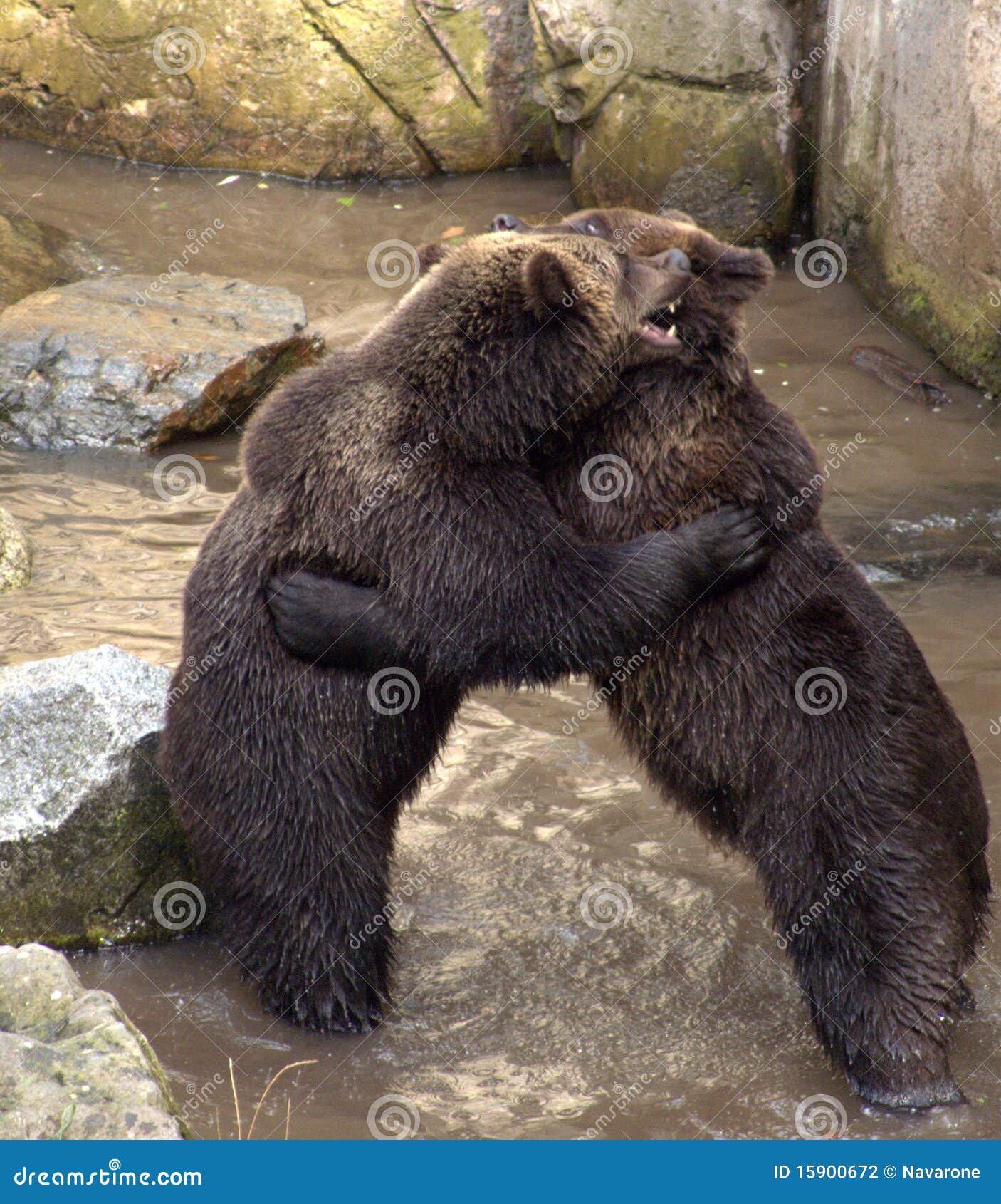Brown bears fighting stock photo. Image of brown, fighting - 15900672