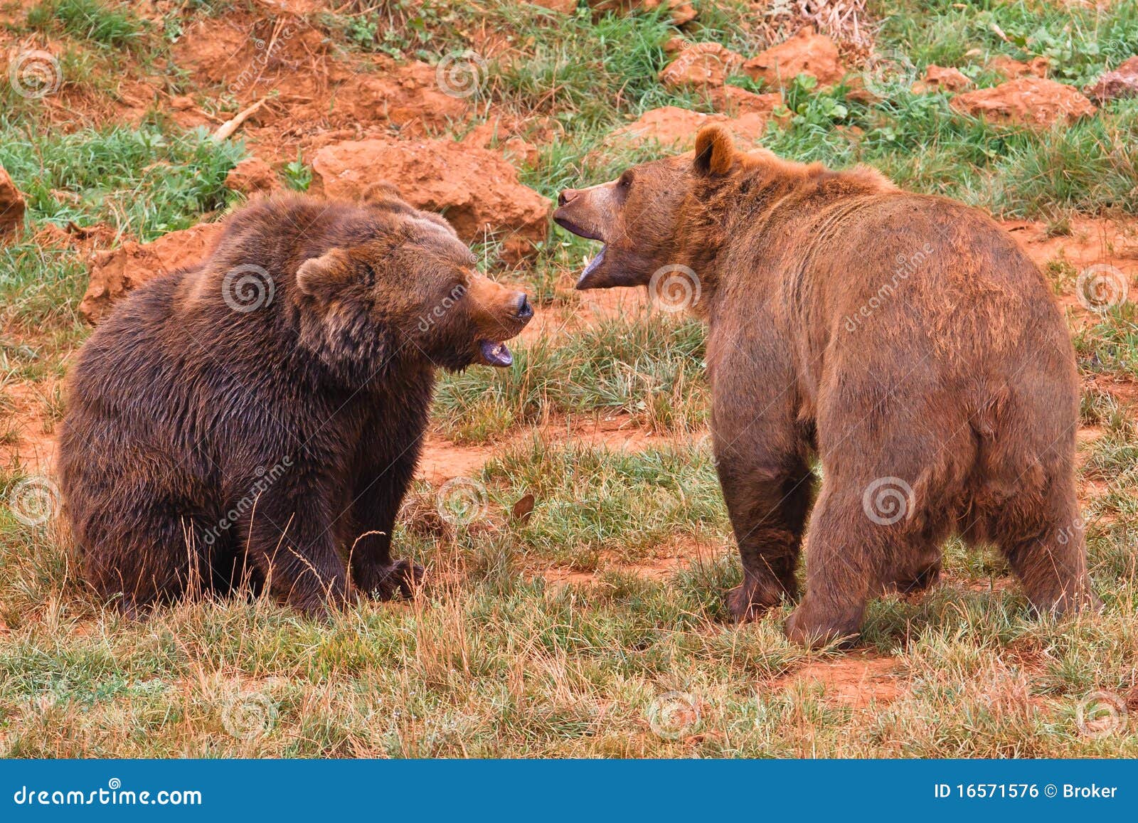 Brown bears fighting stock photo. Image of angry, attack - 16571576