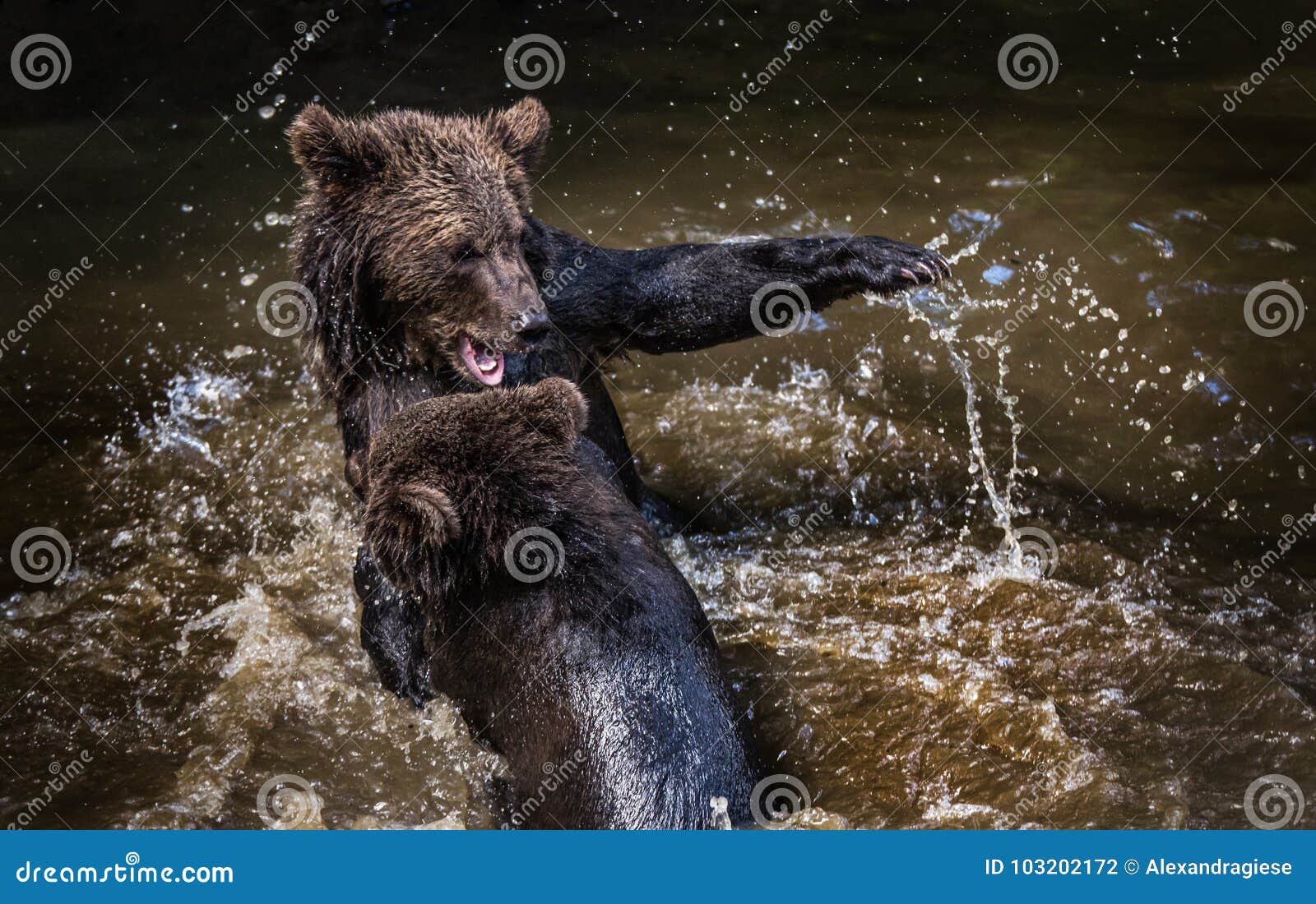 Brown Bears Fighting in the River Stock Photo - Image of brothers ...